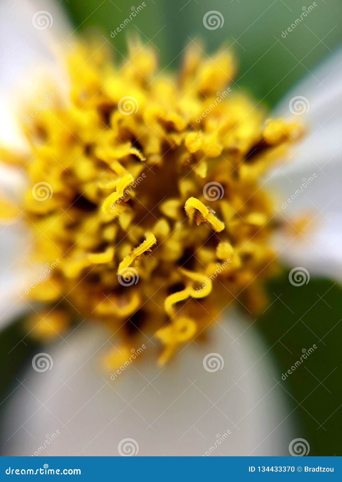 Primer Del Pistilo De La Flor Foto de archivo - Imagen de foto, abierto ...