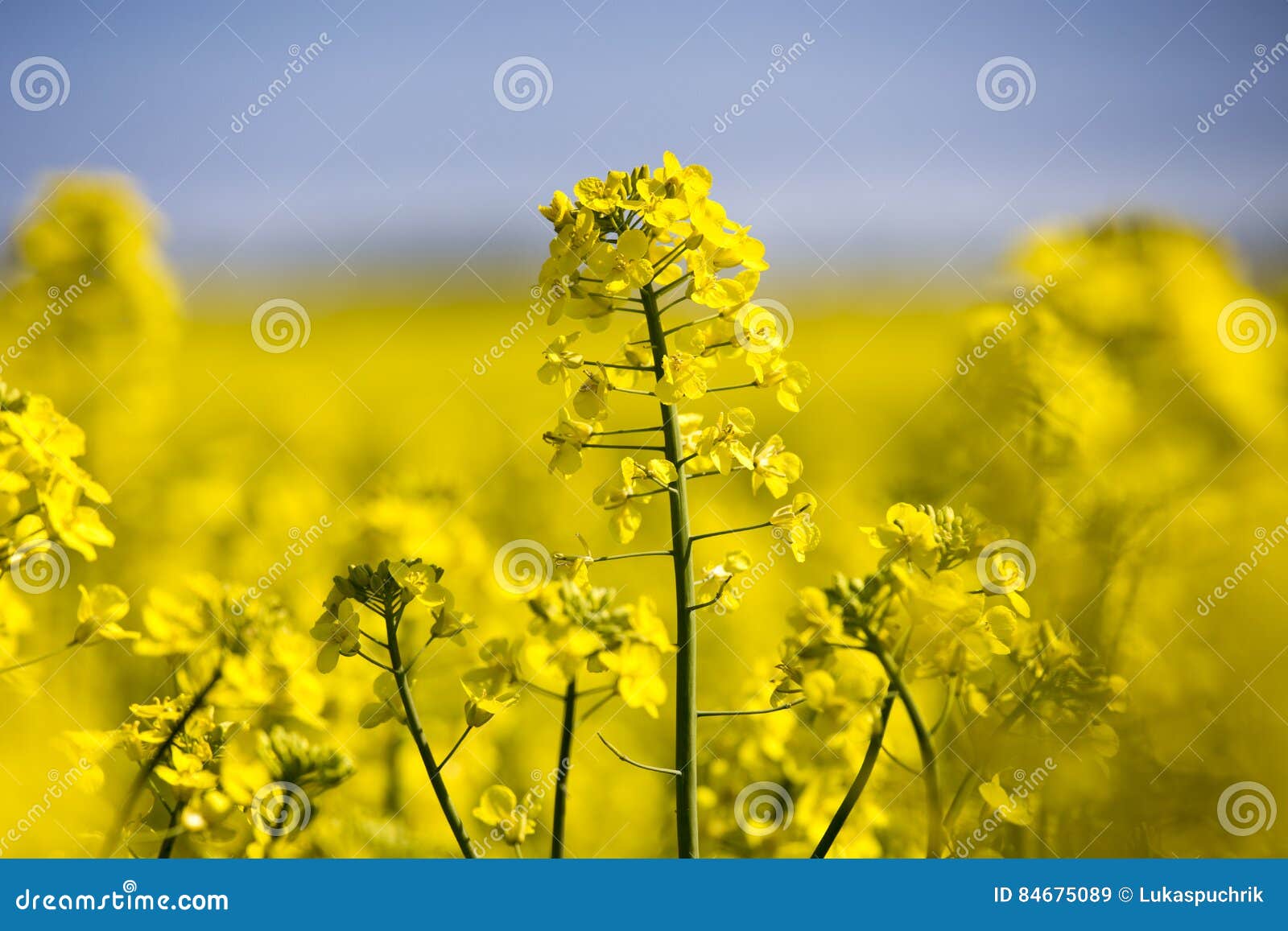 Primer Del Plan De La Rabina Imagen de archivo - Imagen de nube, canoa ...