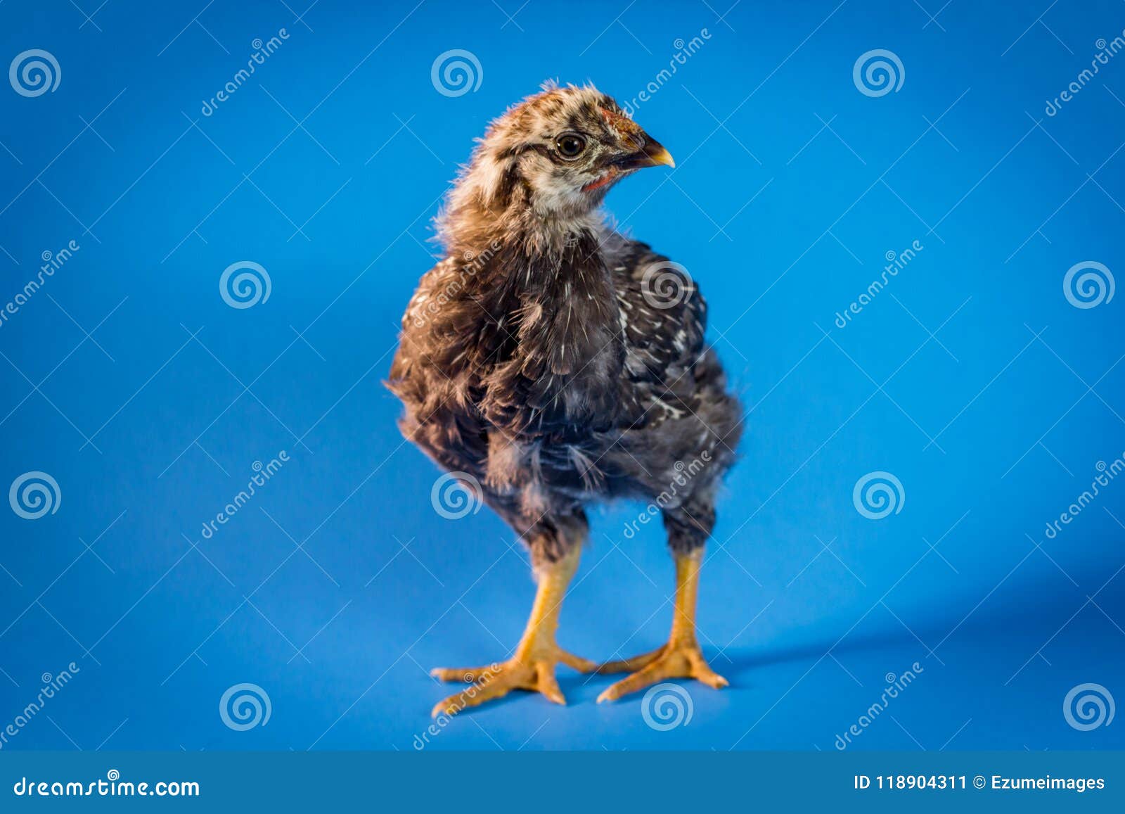 Primer Del Pollo De La Granja Imagen de archivo - Imagen de aves ...
