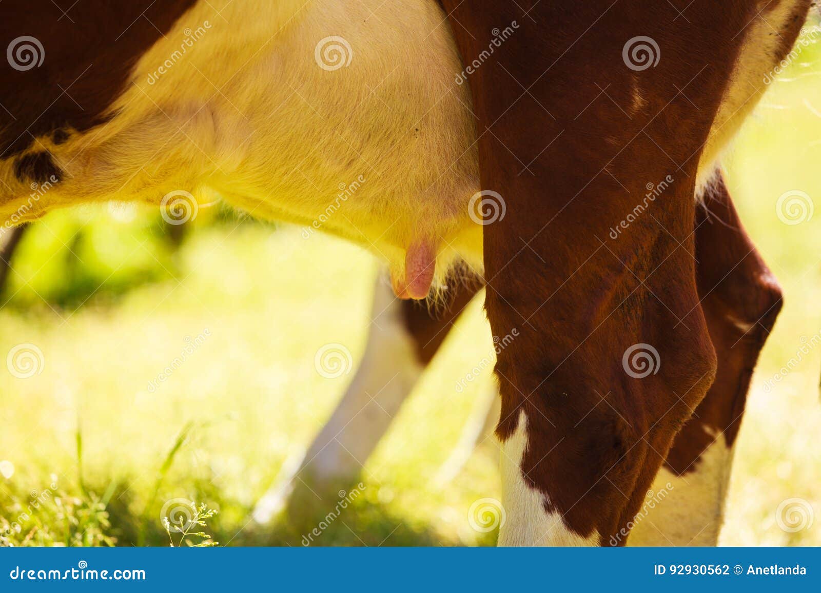 Primer Detallado De La Ubre De La Vaca Foto de archivo - Imagen de ...