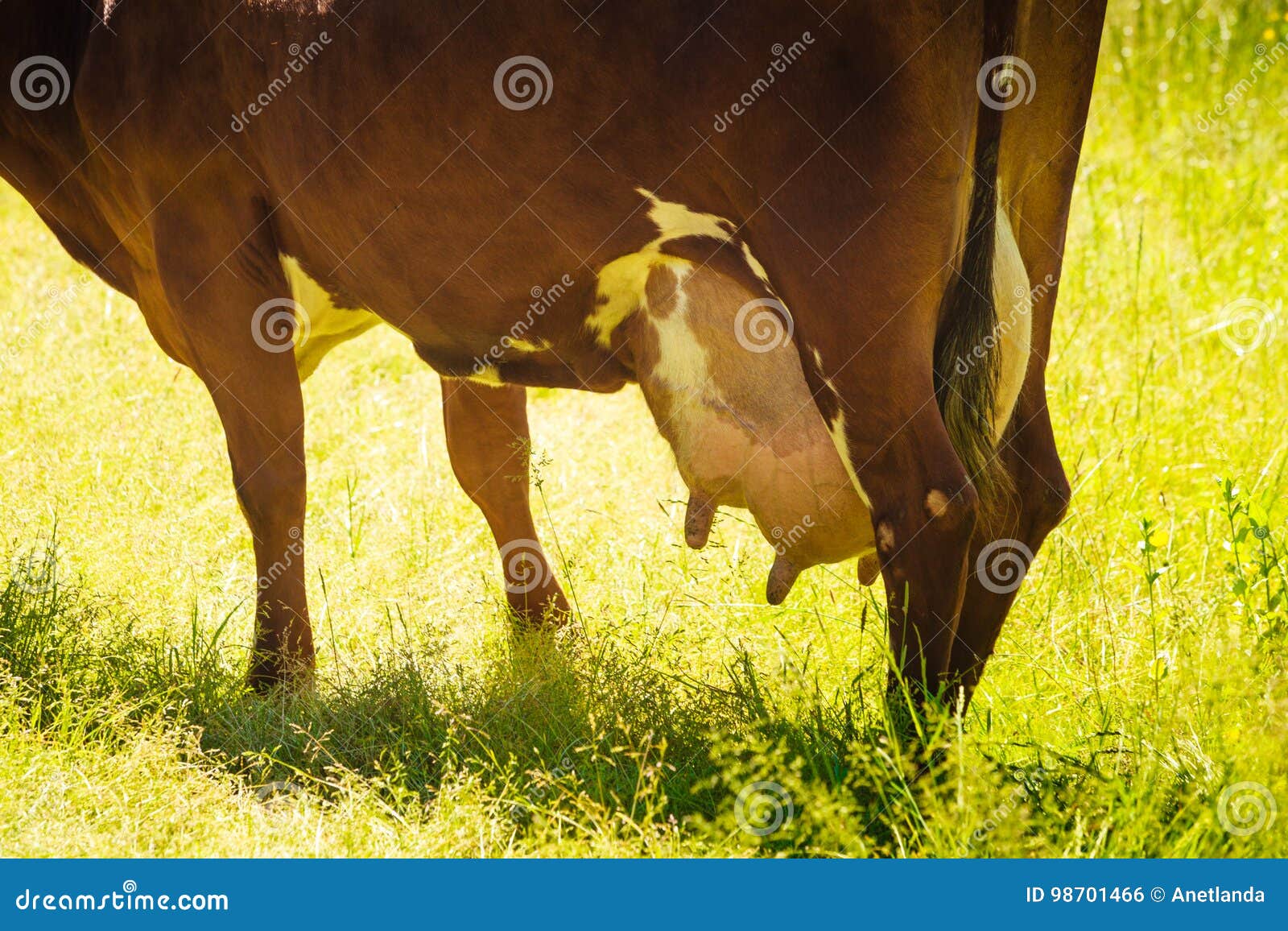 Primer Detallado De La Ubre De La Vaca Foto de archivo - Imagen de ...
