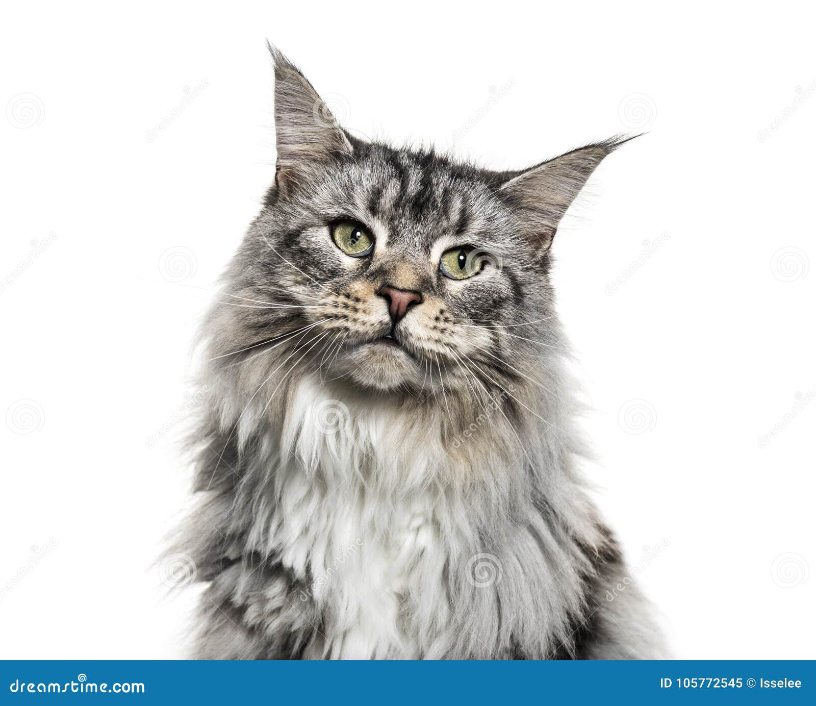 Primer En Una Cara Principal Del Gato De Mapache, Aislada Imagen de ...