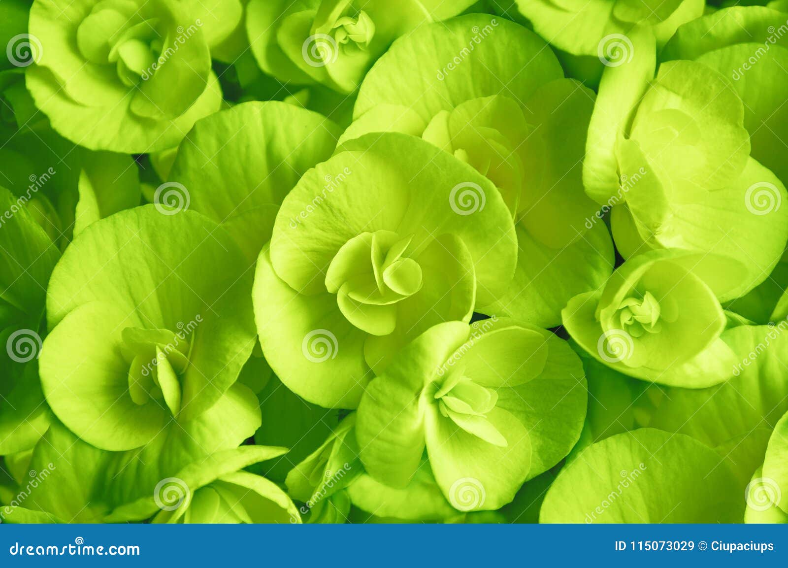 Primer Floreciente Verde De La Flor De La Begonia Imagen de archivo ...