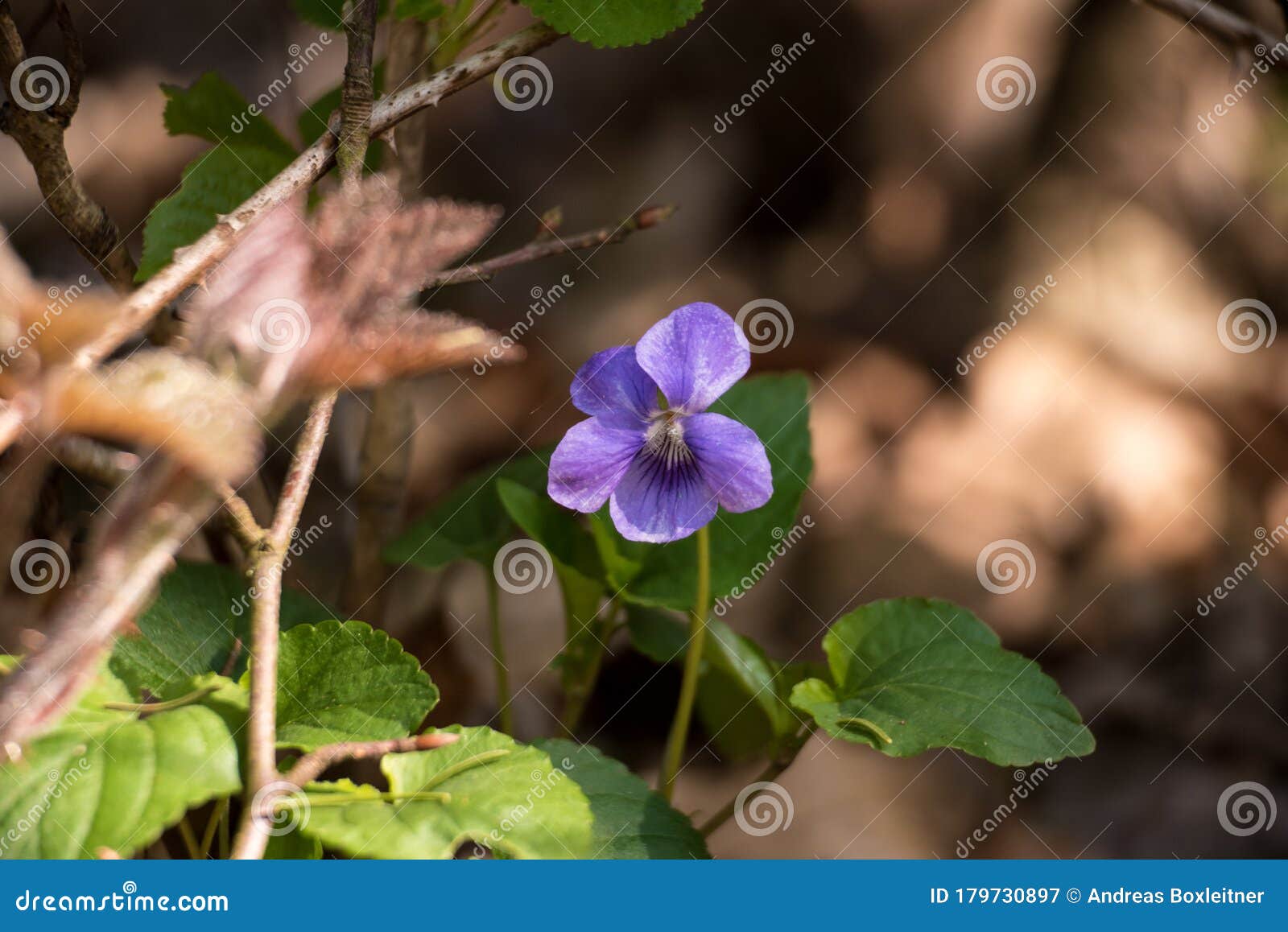 Primer Florecimiento Violeta En Primavera Sol Viola Odorata Imagen de ...