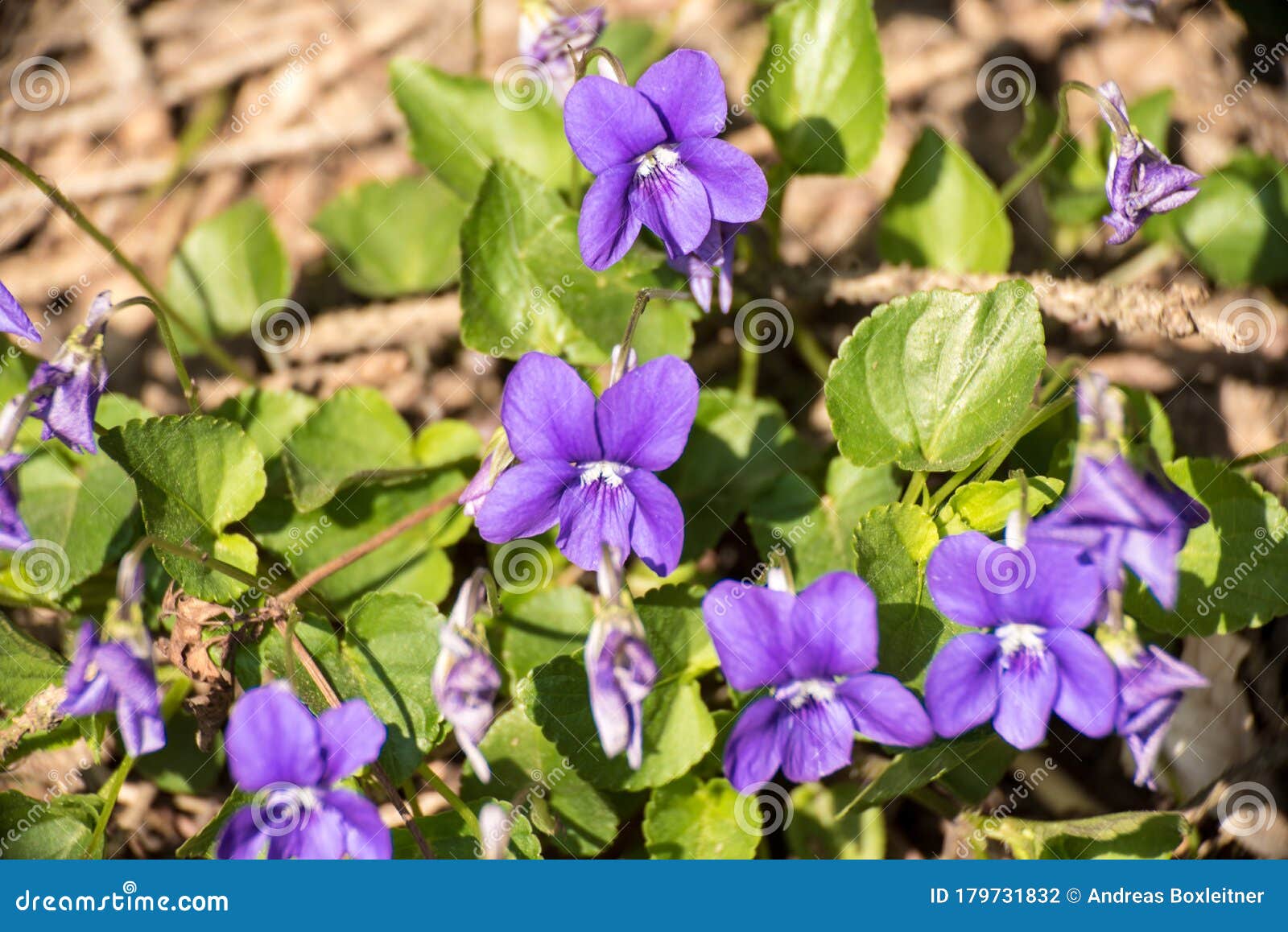 Primer Florecimiento Violeta En Primavera Sol Viola Odorata Foto de ...