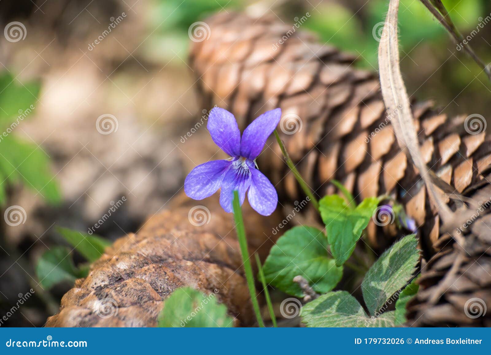 Primer Florecimiento Violeta En Primavera Sol Viola Odorata Foto de ...
