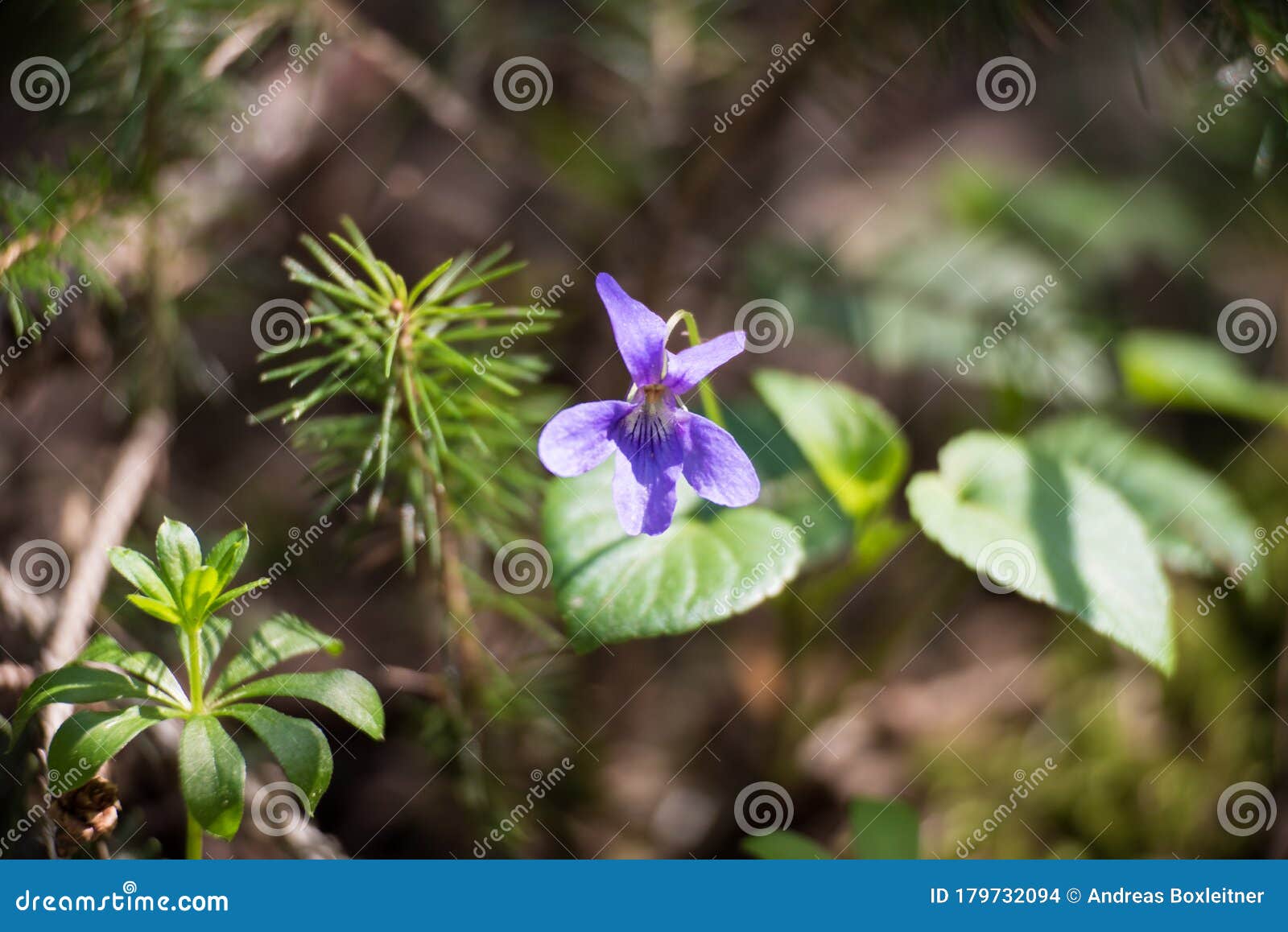 Primer Florecimiento Violeta En Primavera Sol Viola Odorata Foto de ...