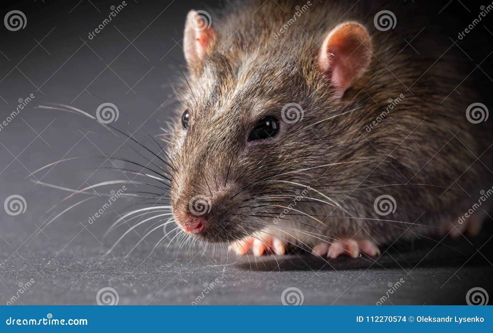 Primer Gris Animal De La Rata Foto de archivo - Imagen de piel, gris ...