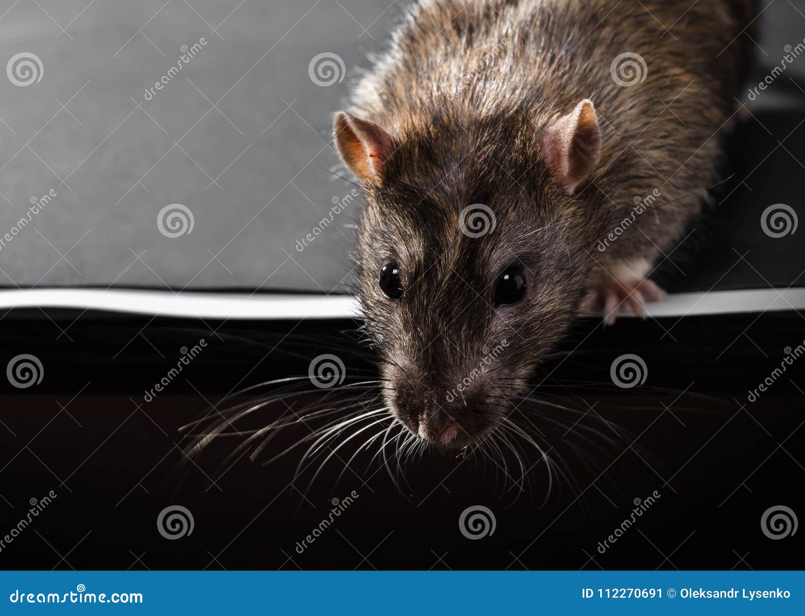 Primer Gris Animal De La Rata Imagen de archivo - Imagen de cara, cubo ...