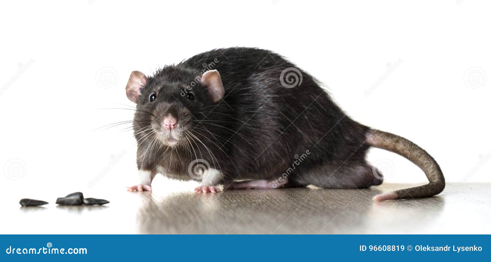 Primer Gris Animal De La Rata Imagen de archivo - Imagen de mullido ...