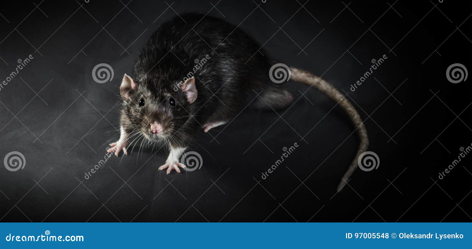 Primer Gris Animal De La Rata Foto de archivo - Imagen de ratas ...