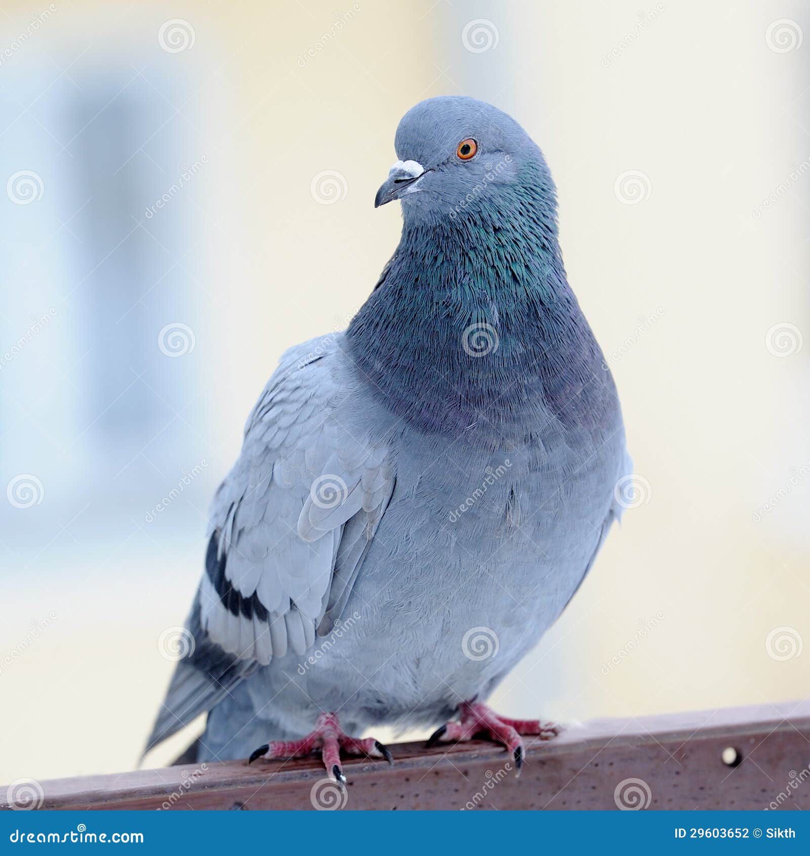 Primer gris de la paloma foto de archivo. Imagen de cubo - 29603652