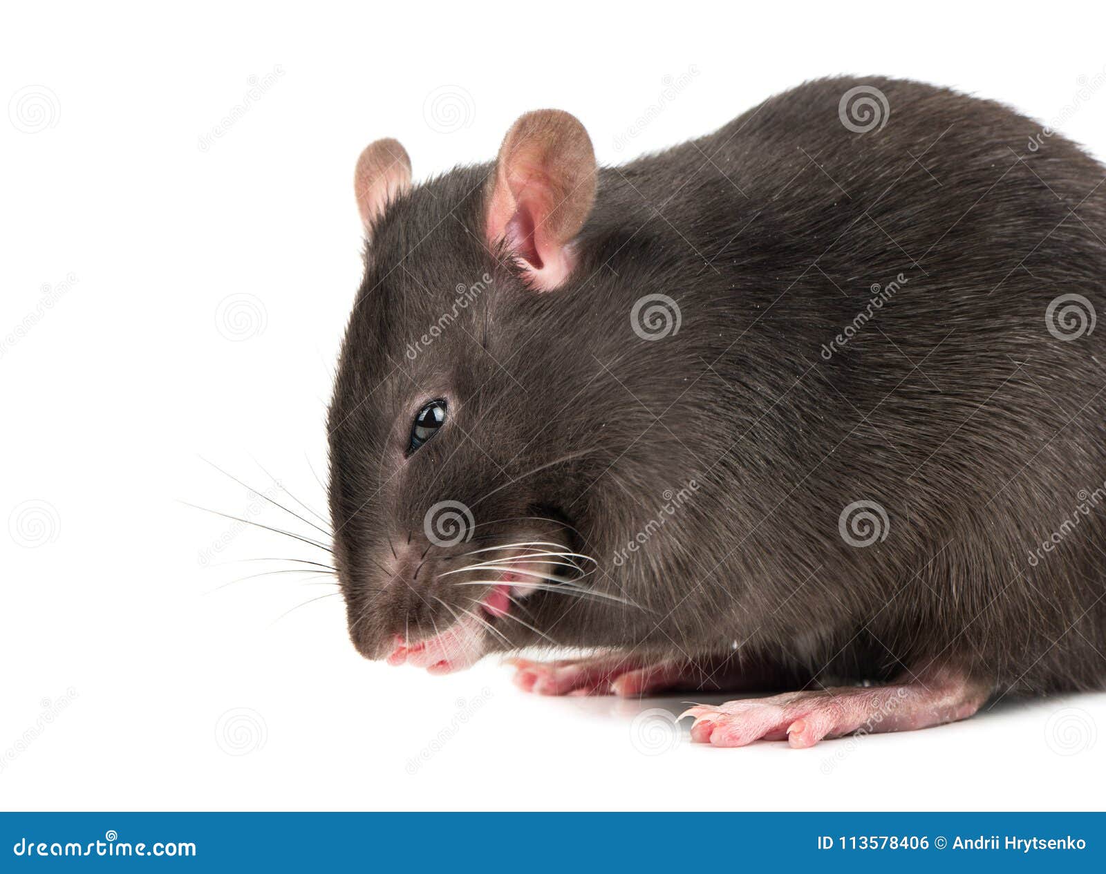 Primer gris de la rata foto de archivo. Imagen de piel - 113578406