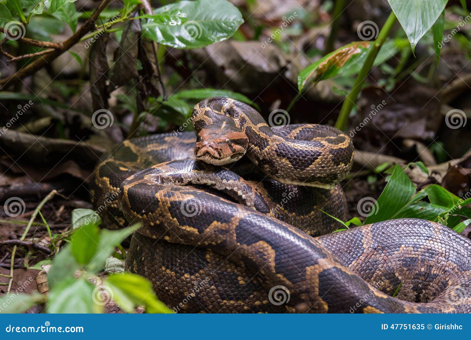 Primer Indio De Python De Roca Imagen de archivo - Imagen de cierre ...