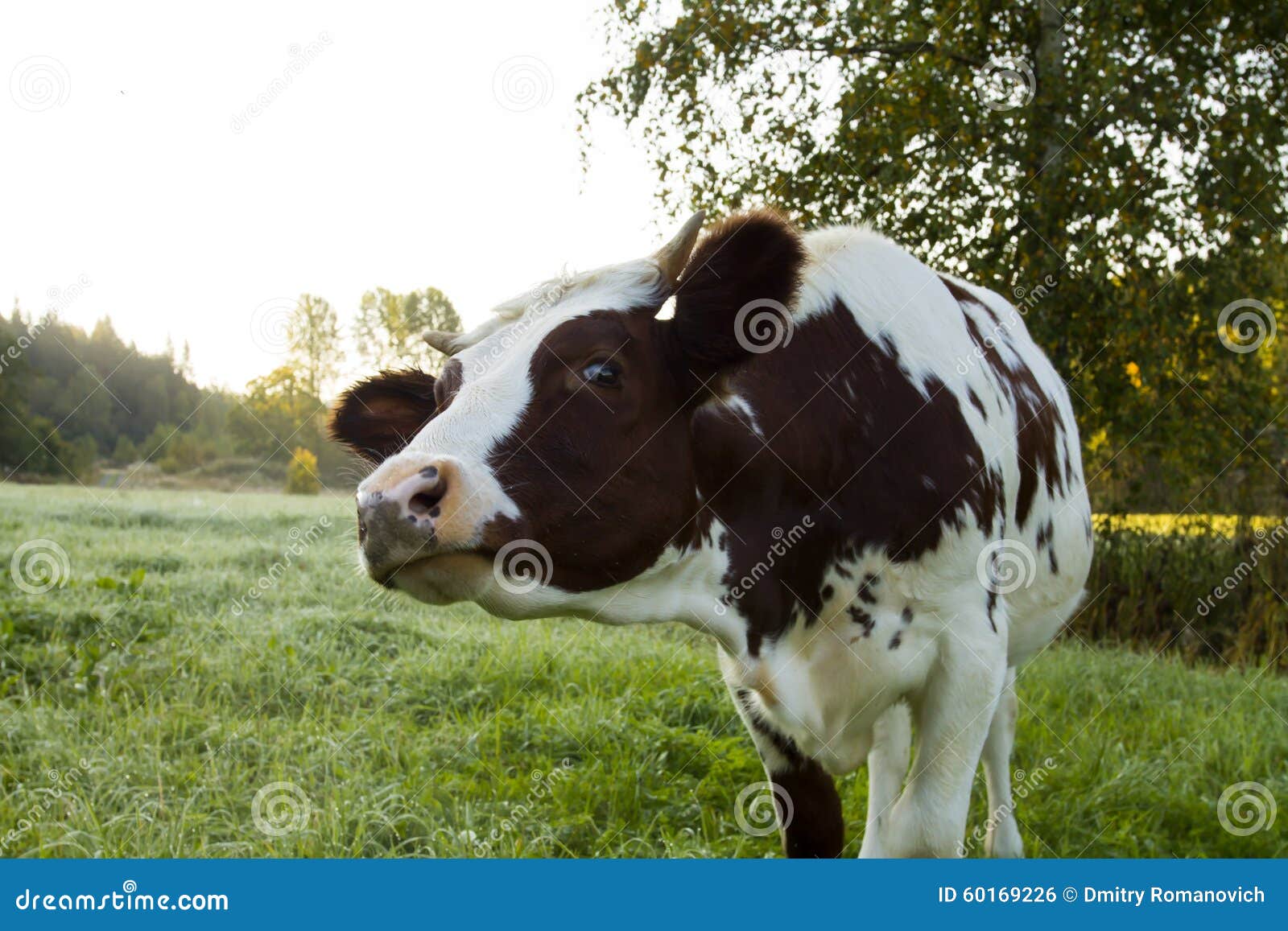 Primer Joven Curioso De La Vaca Foto de archivo - Imagen de joven ...