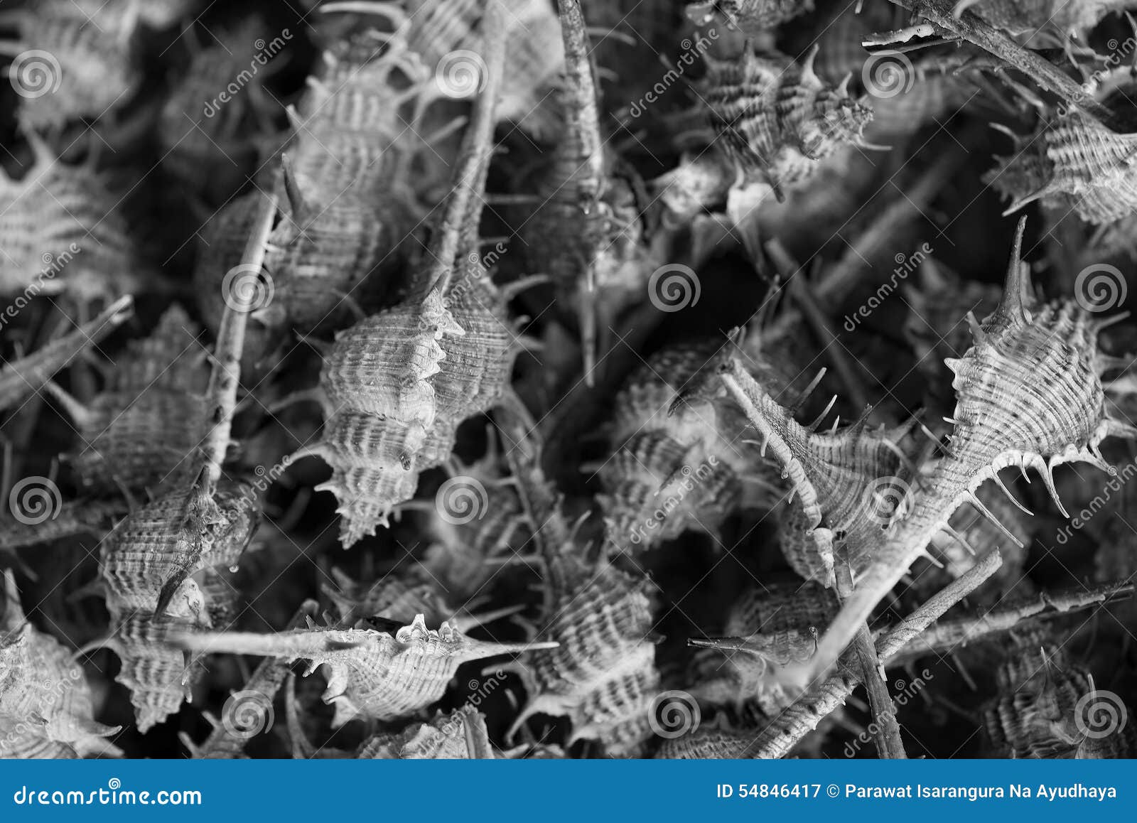 Primer Macro De Los Crustáceos Blanco Y Negro Imagen de archivo ...