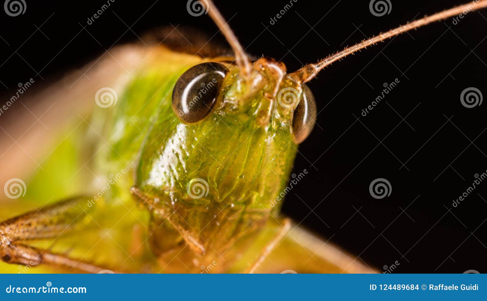 Primer Macro Del Grillo Verde Foto de archivo - Imagen de verde ...