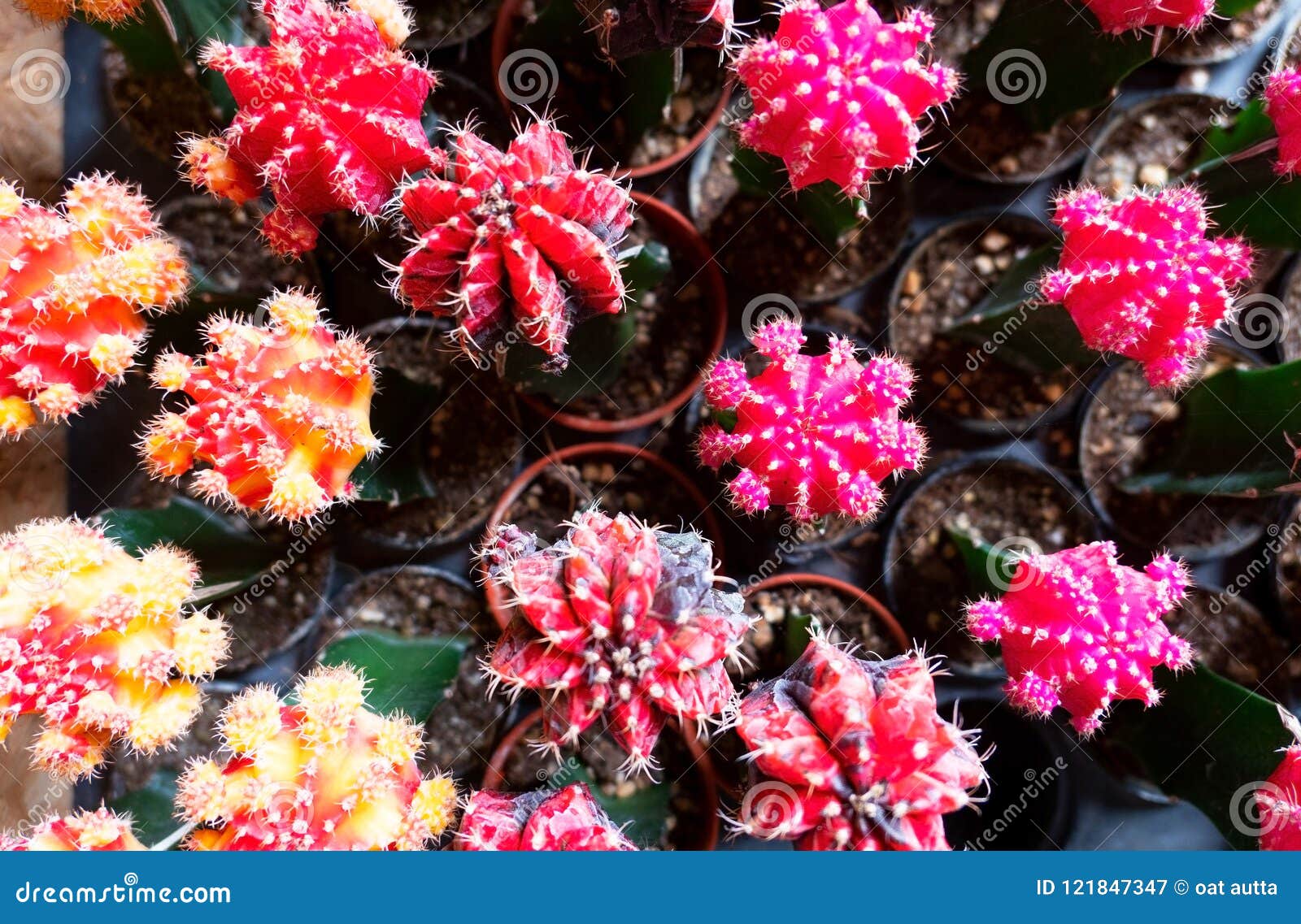 Primer Mucho Cactus Rojo Modelo Para El Cactus Imagen de archivo ...