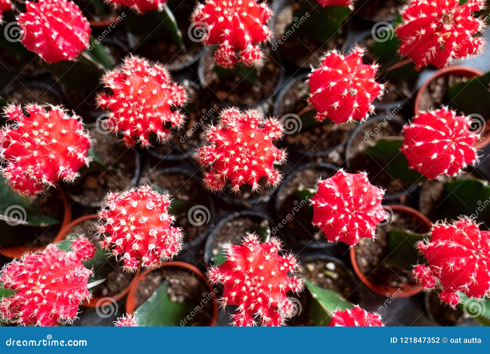 Primer Mucho Cactus Rojo Modelo Para El Cactus Foto de archivo - Imagen ...