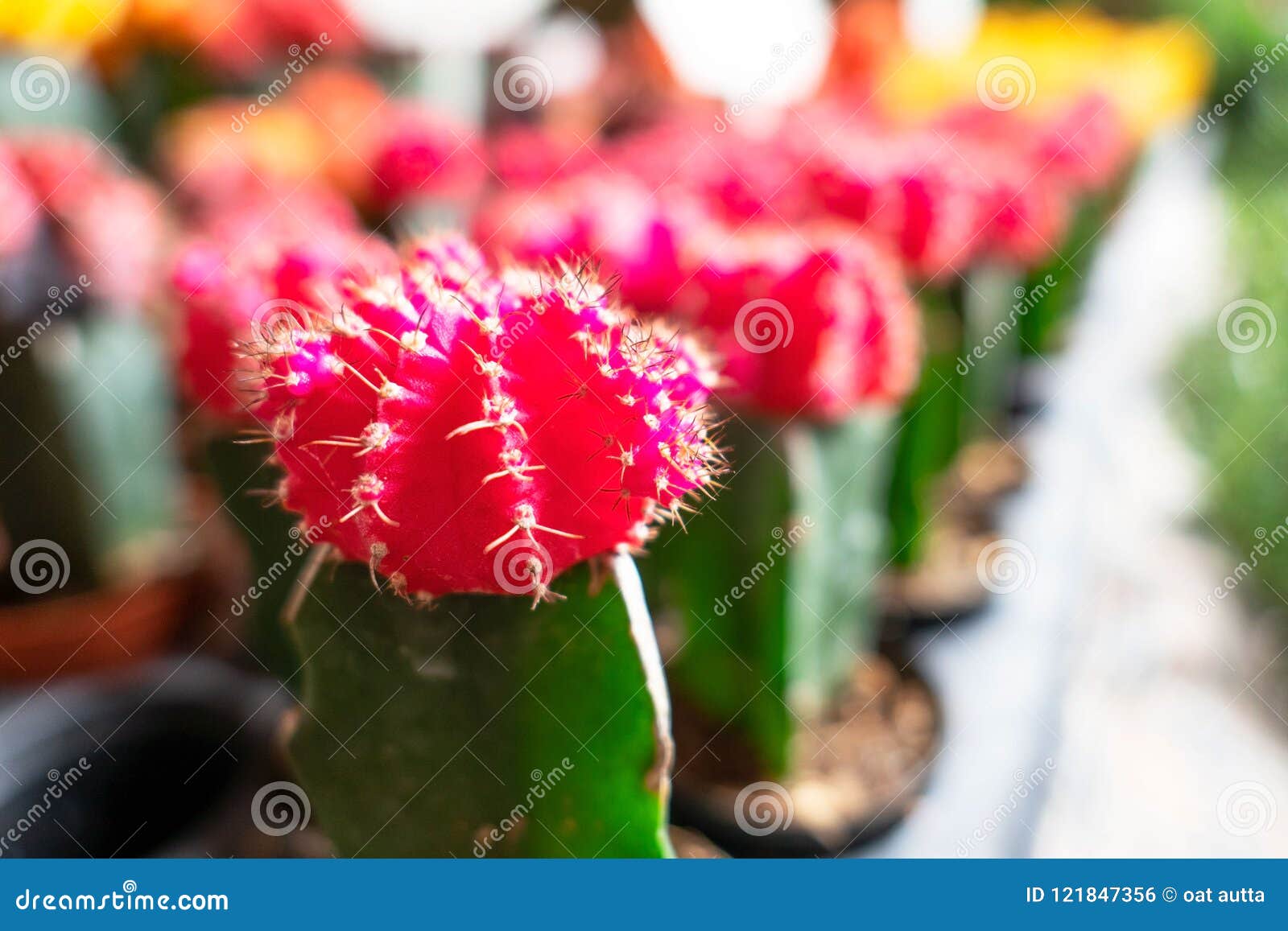 Primer Mucho Cactus Rojo Modelo Para El Cactus Foto de archivo - Imagen ...