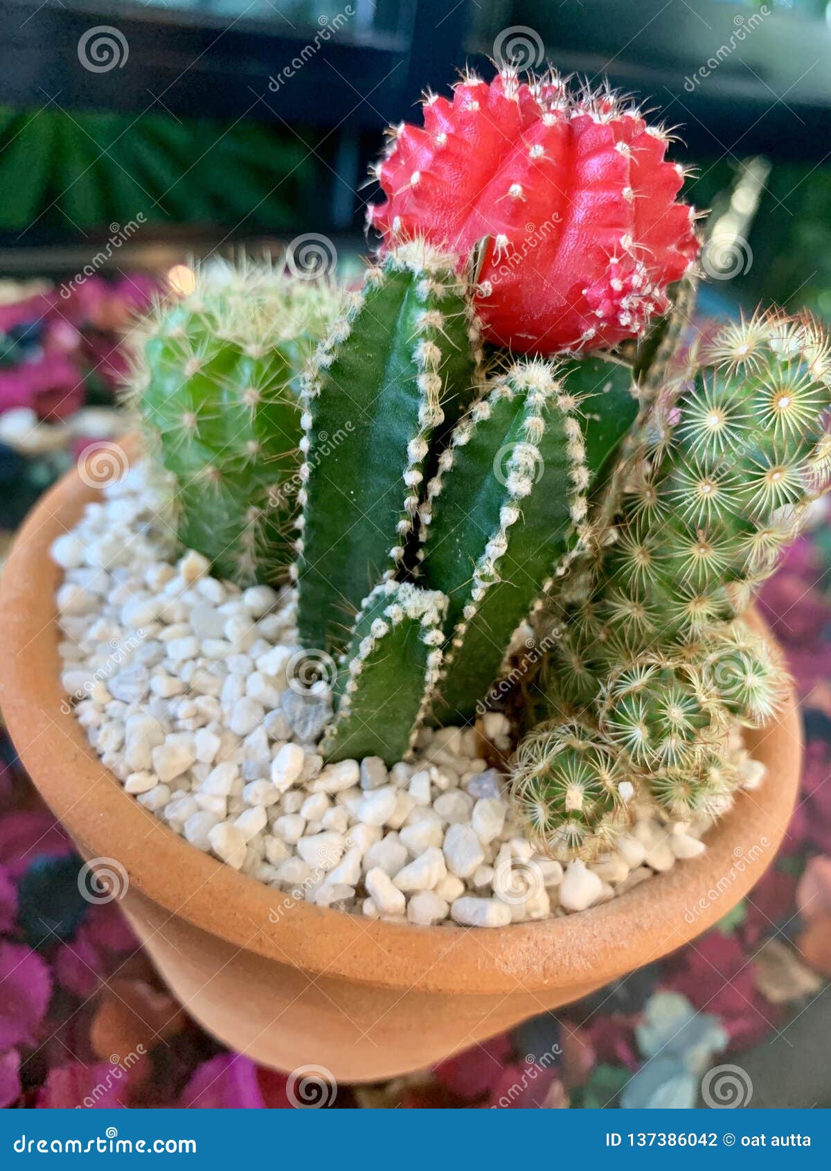 Primer Mucho Cactus Rojo Y Verde Modelo Para El Cactus Foto de archivo ...