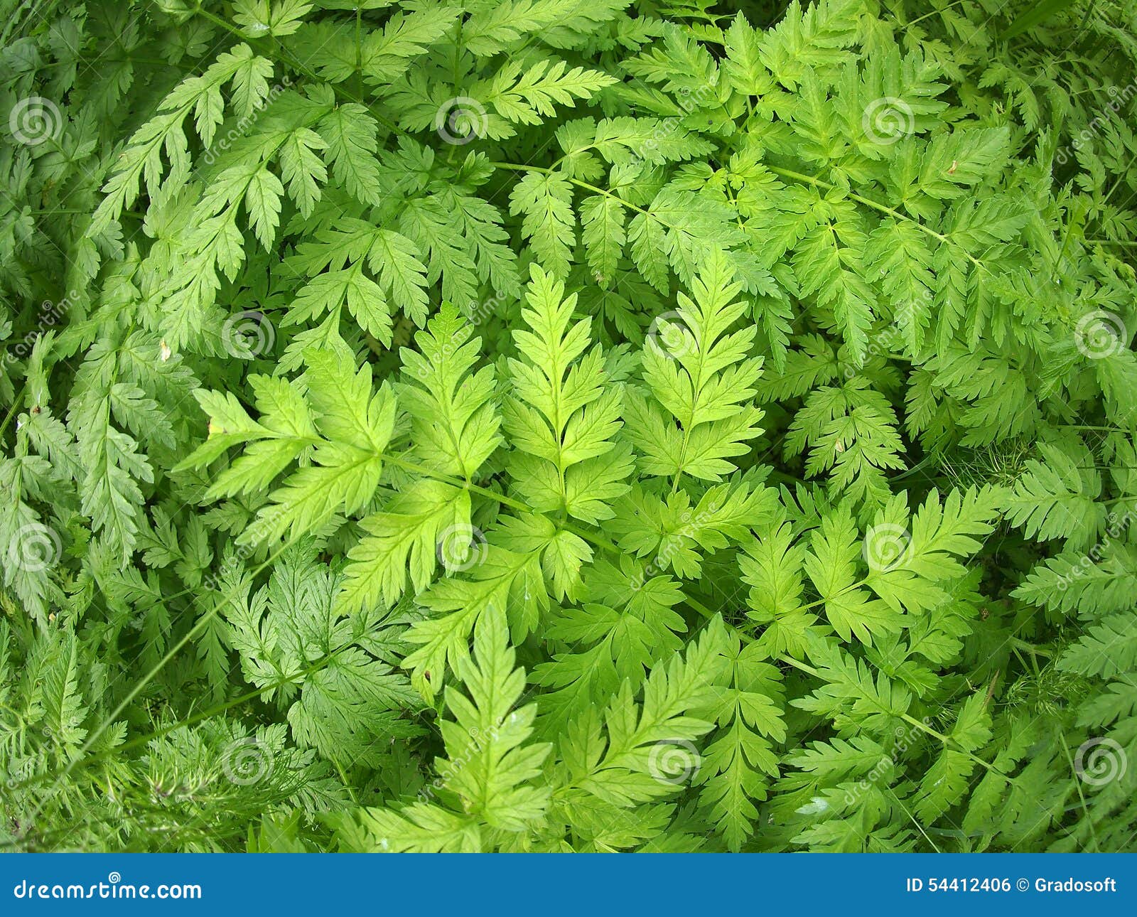 Primer Pinado Verde Ancho De Las Hojas Foto de archivo - Imagen de ...