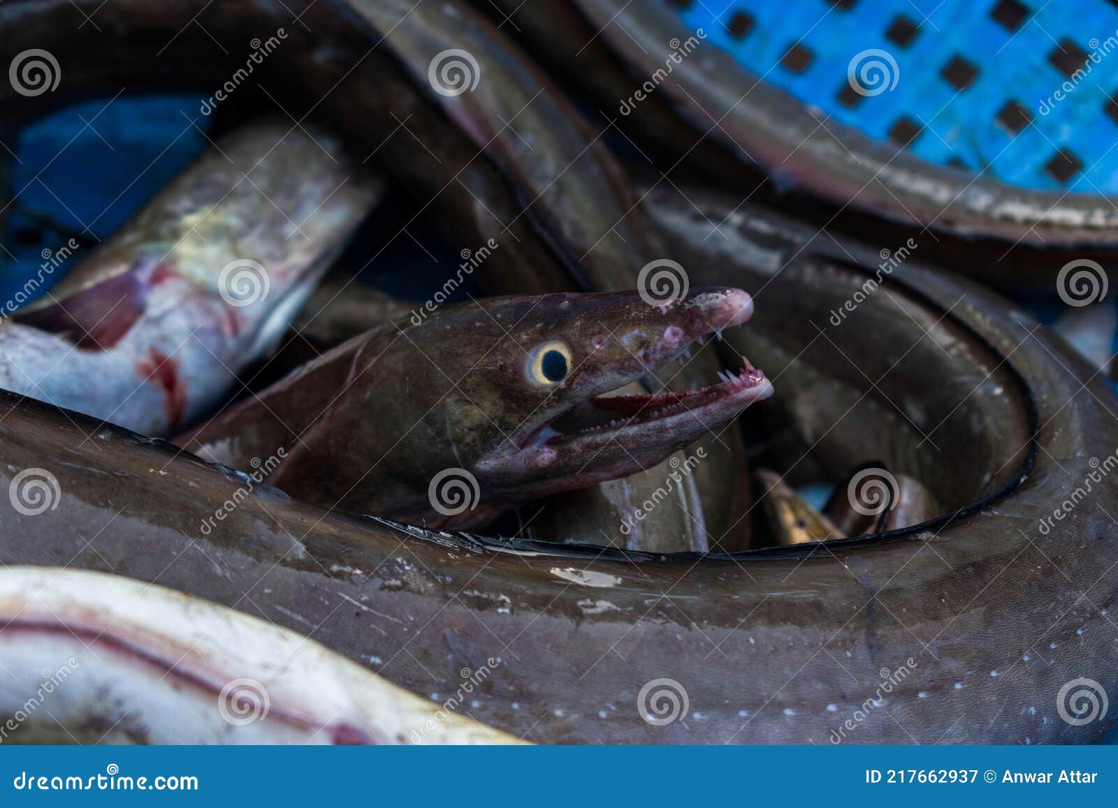 Primer Plano De Daggertooth Pike Conger Fish Con Poca Profundidad De ...