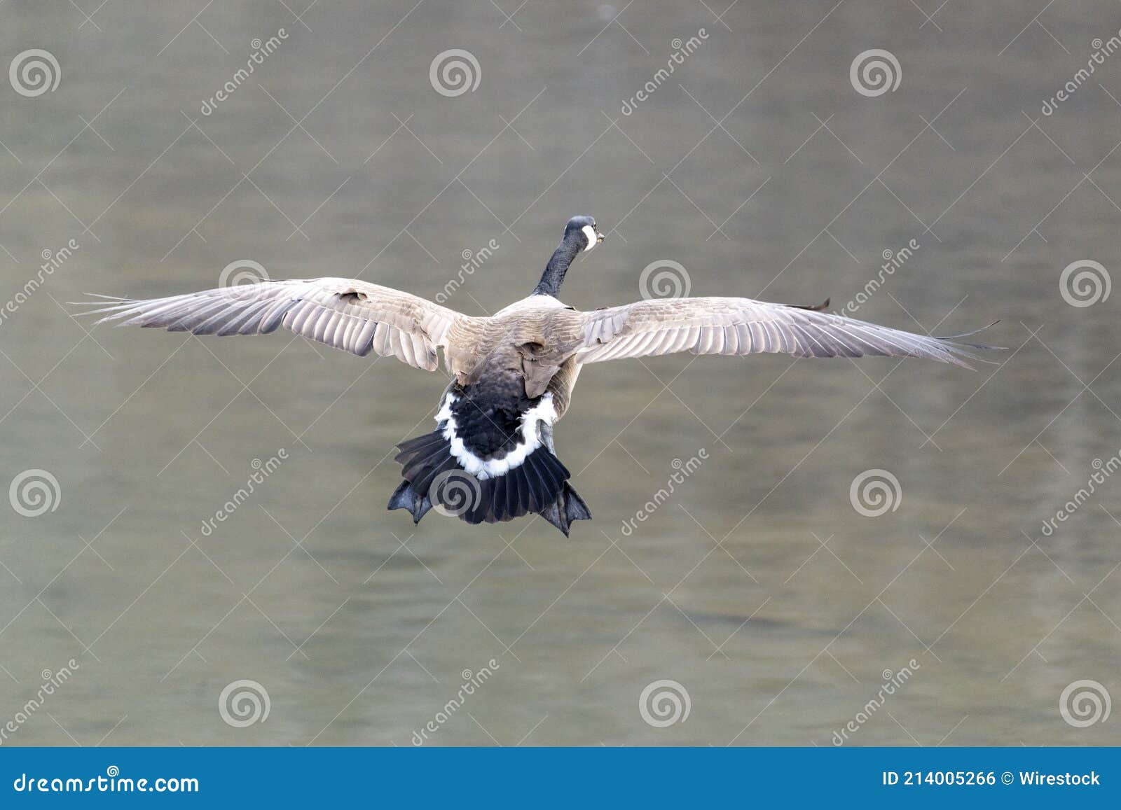 Primer Plano De Un Ganso Canadiense Volando Desde Un Lago Foto de ...