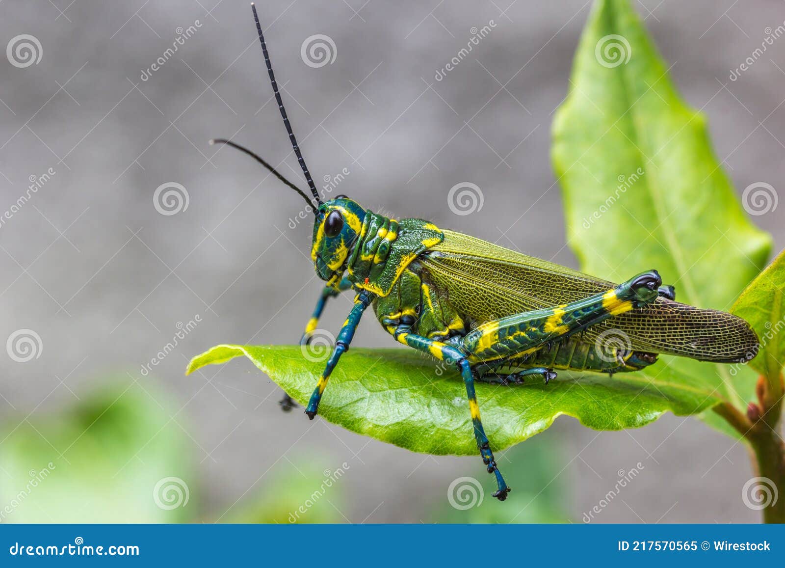 Primer Plano De Un Grillo En Una Hoja Imagen de archivo - Imagen de ...