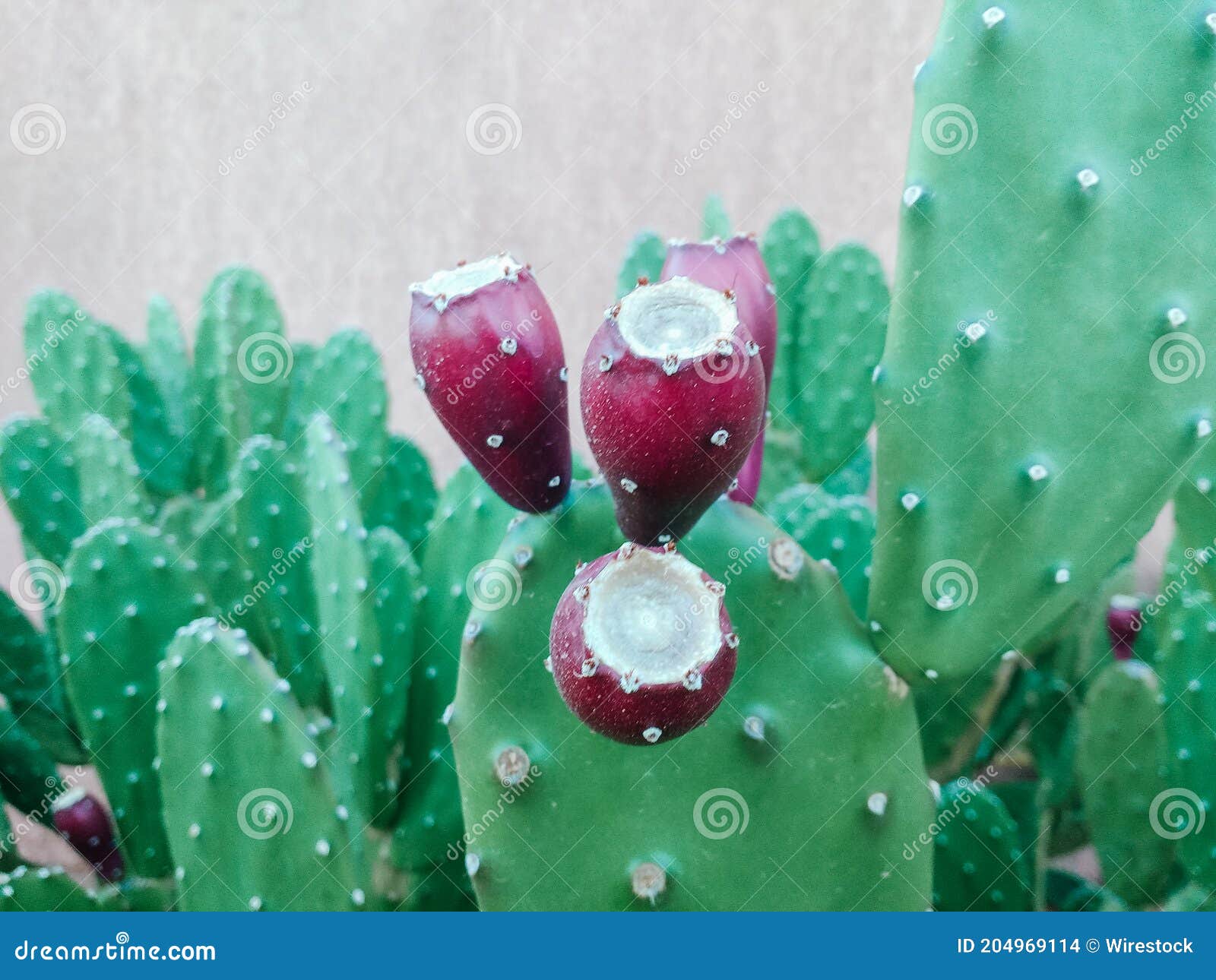 Primer Plano De Un Nopal Con Frutas Foto de archivo - Imagen de cubo ...