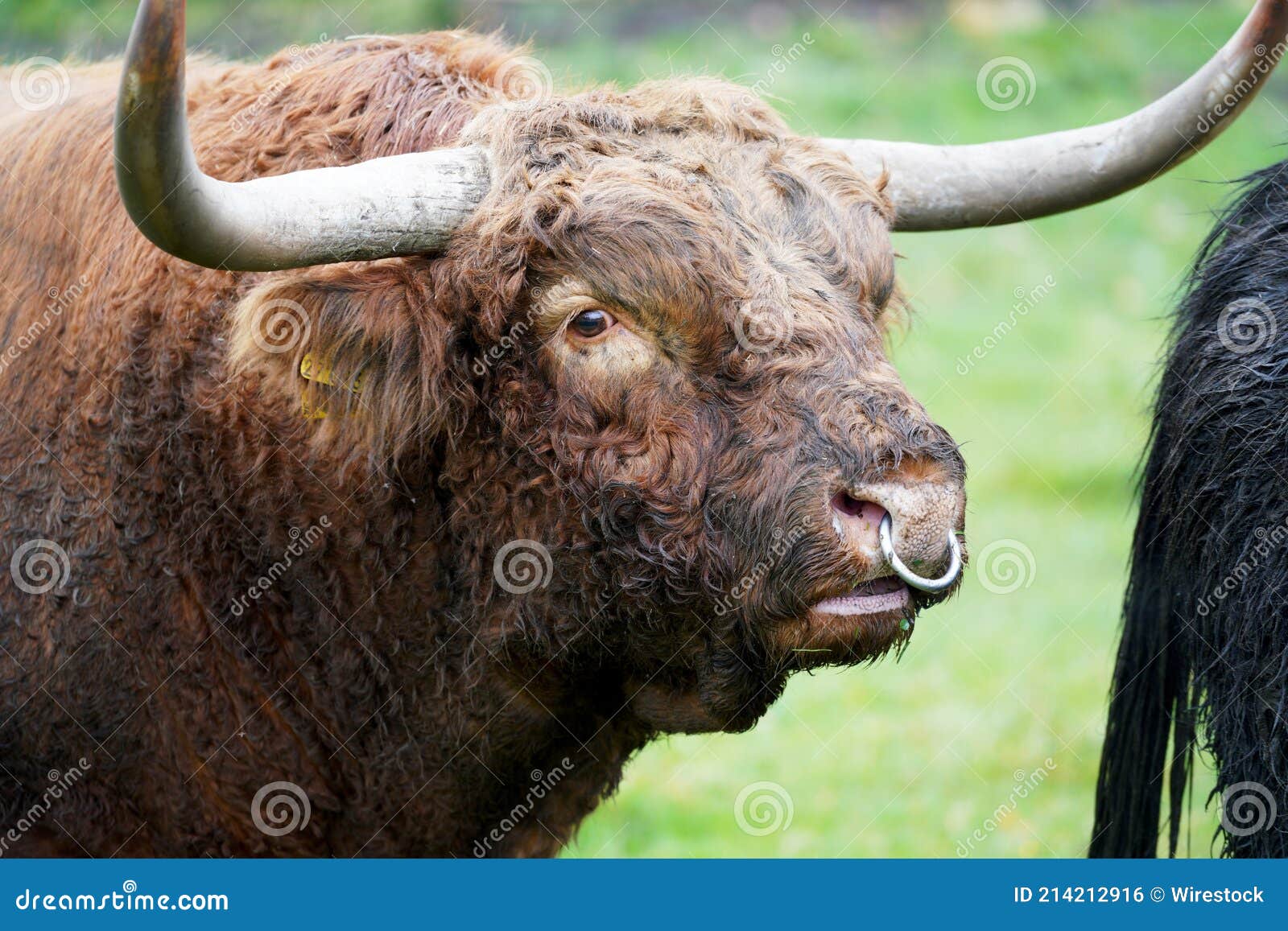 Primer Plano De Un Toro Con Anillo De Nariz Foto de archivo - Imagen de ...