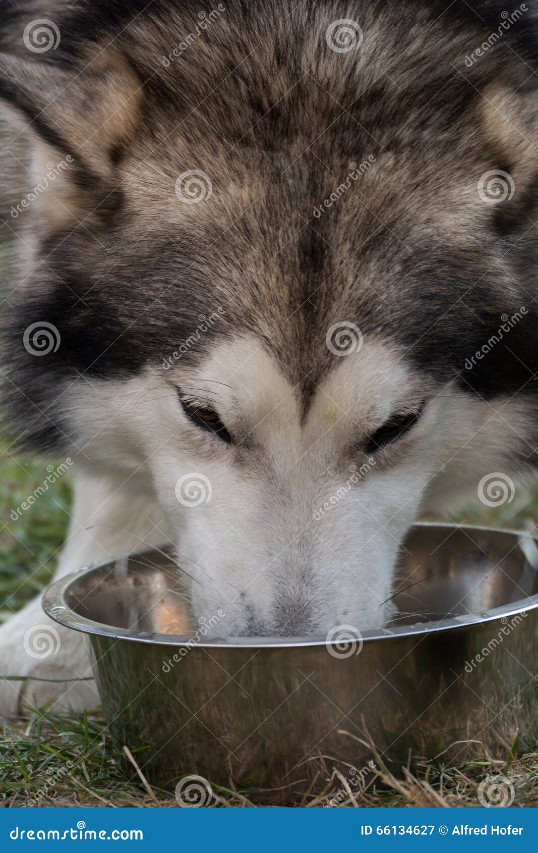 Primer Que Come El Perro Esquimal Imagen de archivo - Imagen de ...