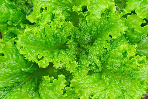 Primer Rizado De La Lechuga Foto de archivo - Imagen de fresco, lechuga ...