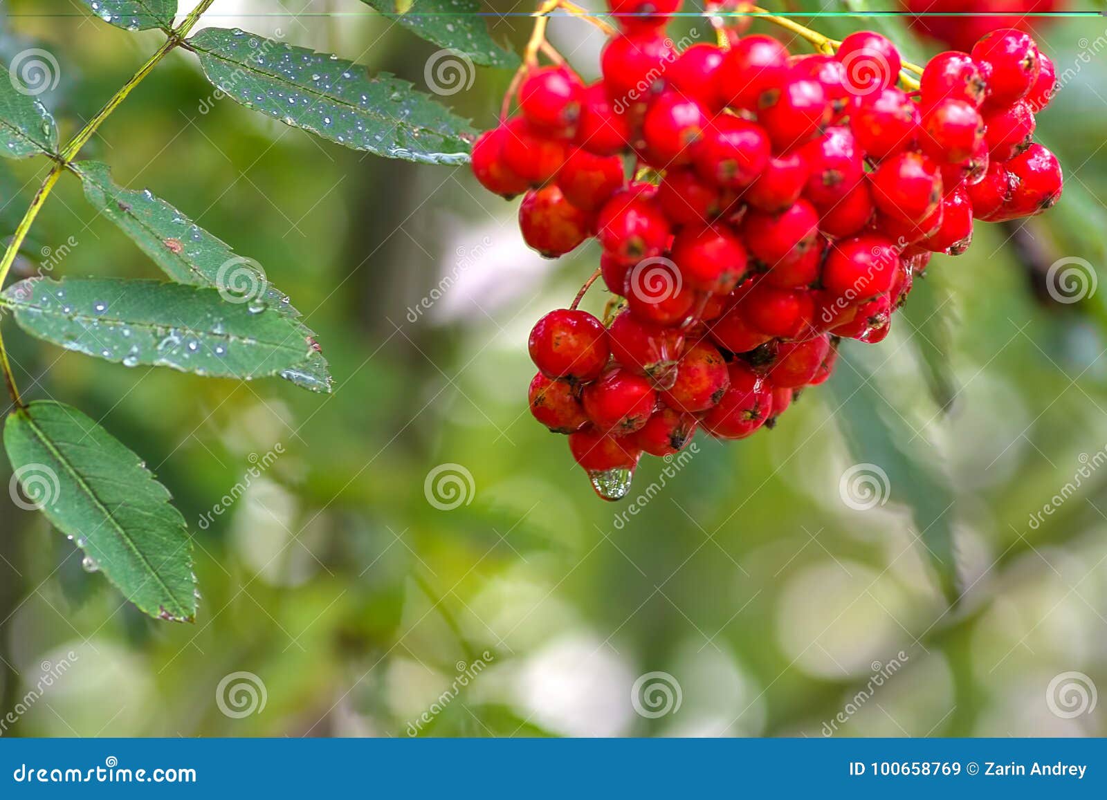 Primer rojo del serbal imagen de archivo. Imagen de anaranjado - 100658769