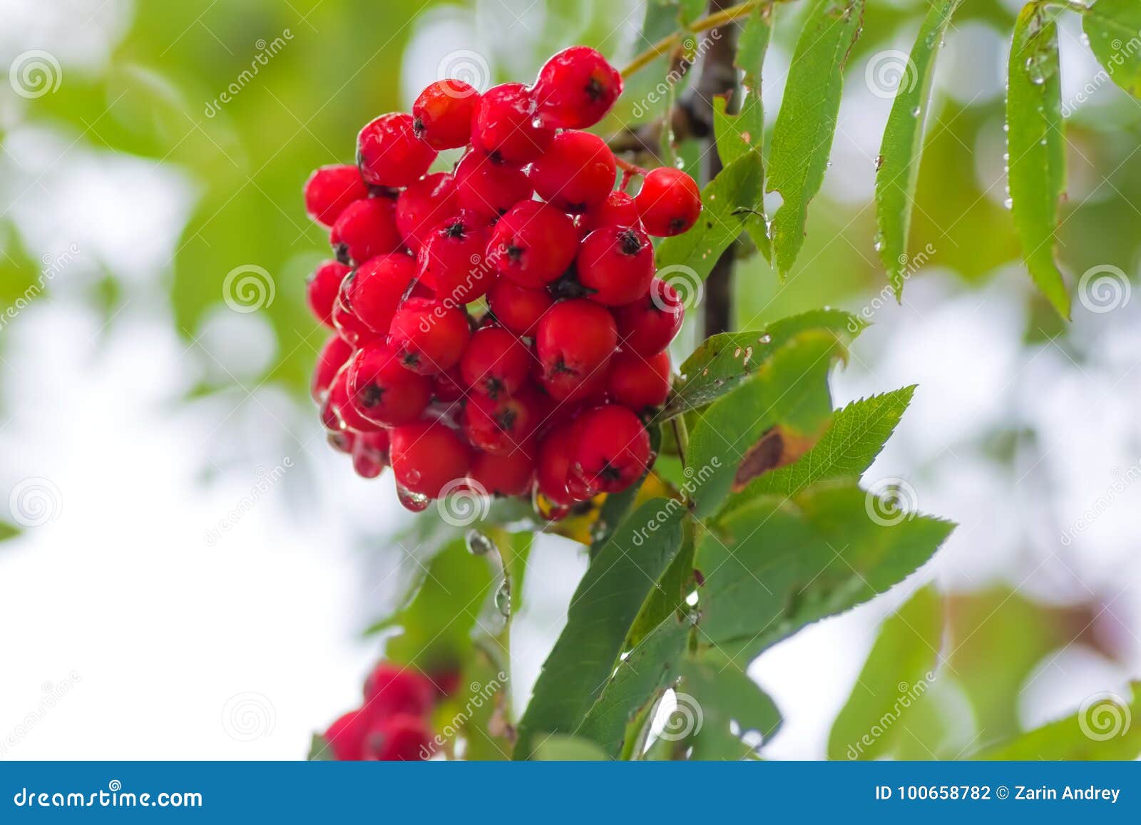 Primer rojo del serbal foto de archivo. Imagen de racimo - 100658782