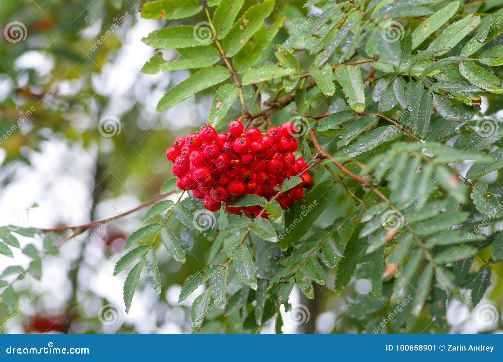 Primer rojo del serbal imagen de archivo. Imagen de brillante - 100658901