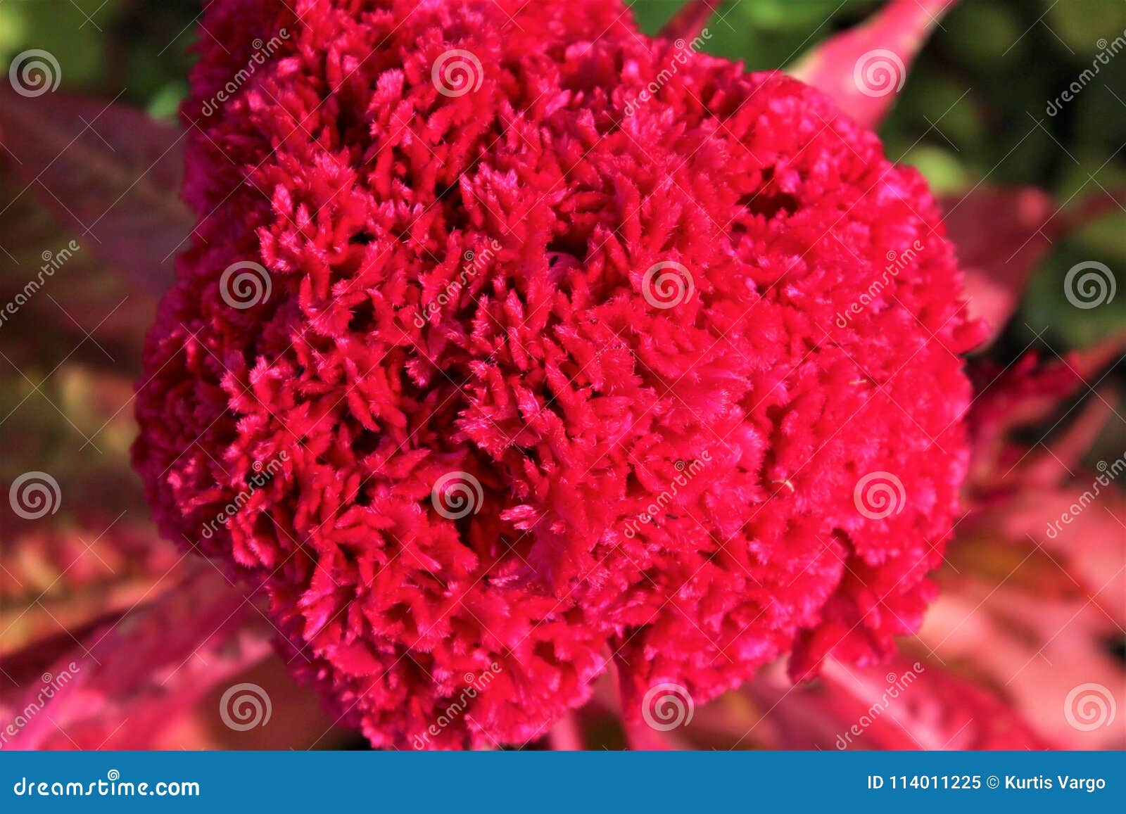 Primer Rosado De La Cresta De Gallo Imagen de archivo - Imagen de flor ...