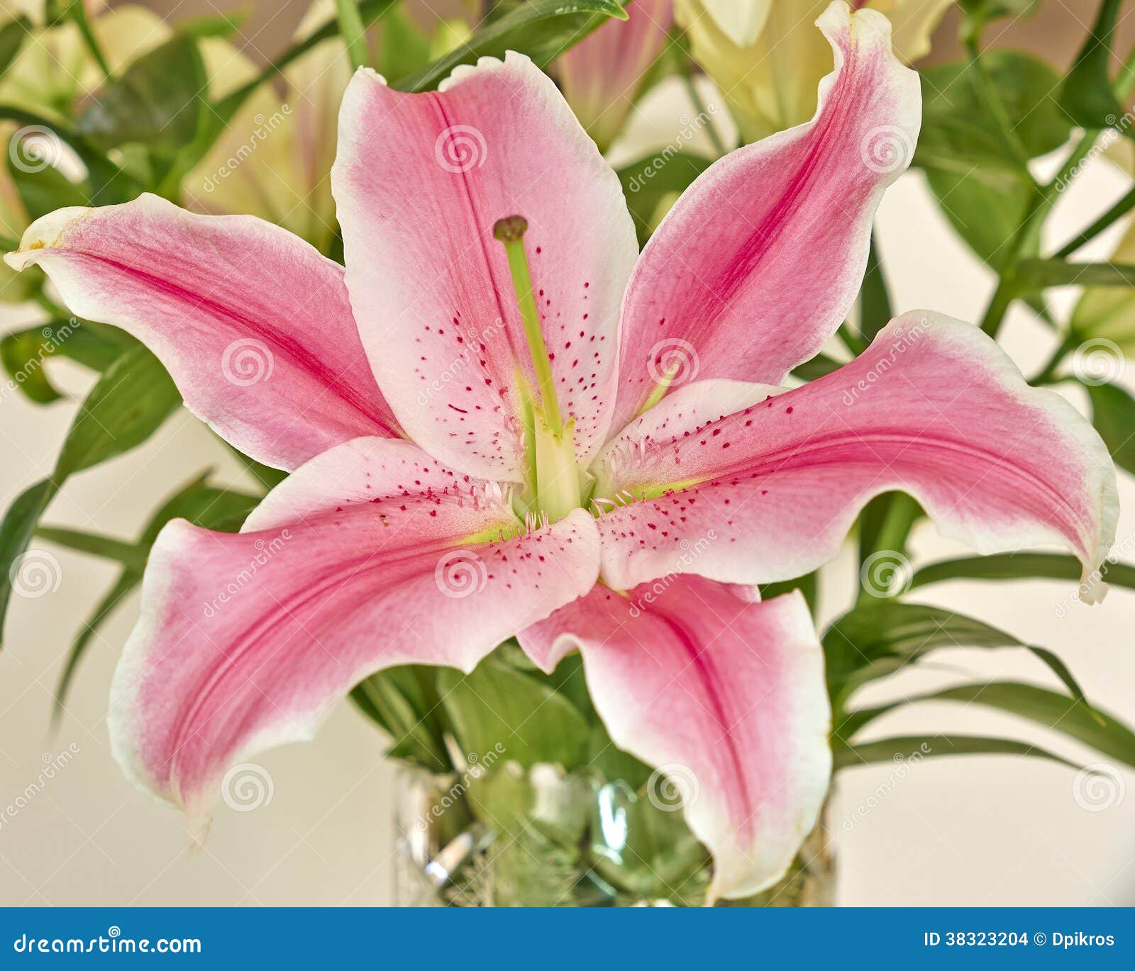 Primer Rosado De La Flor Del Lilium Foto de archivo - Imagen de hoja ...