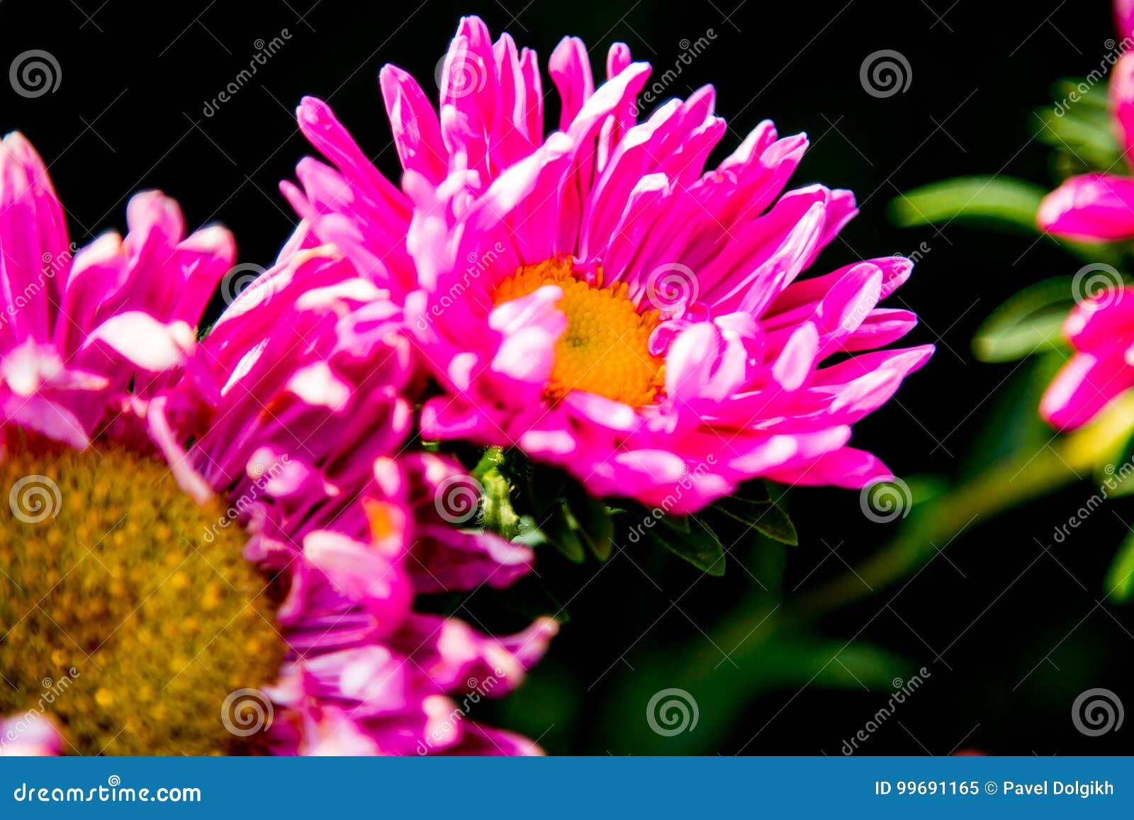 Primer Rosado De Los Asteres Imagen de archivo - Imagen de modelo ...