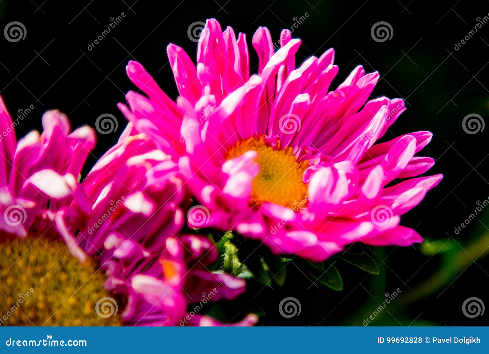 Primer Rosado De Los Asteres Foto de archivo - Imagen de regalo, fondo ...