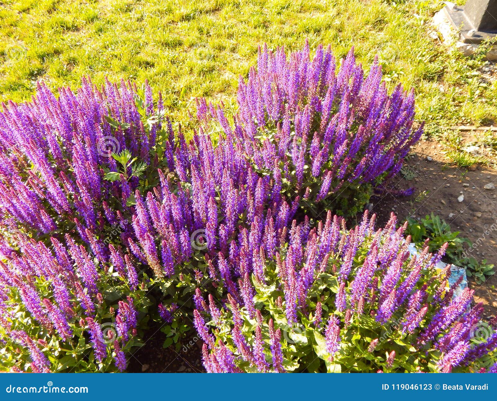 Primer Sabio De La Flor En Un Parque Imagen de archivo - Imagen de ...