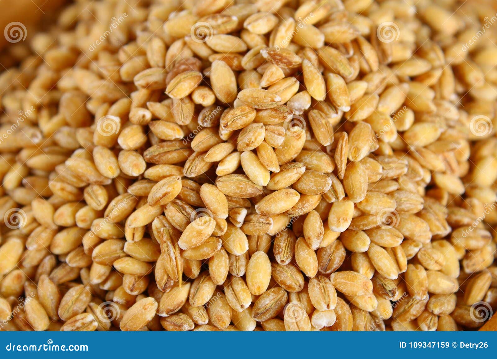 Primer Seco De La Cebada De Perla, Textura Del Grano Del Grano Imagen ...