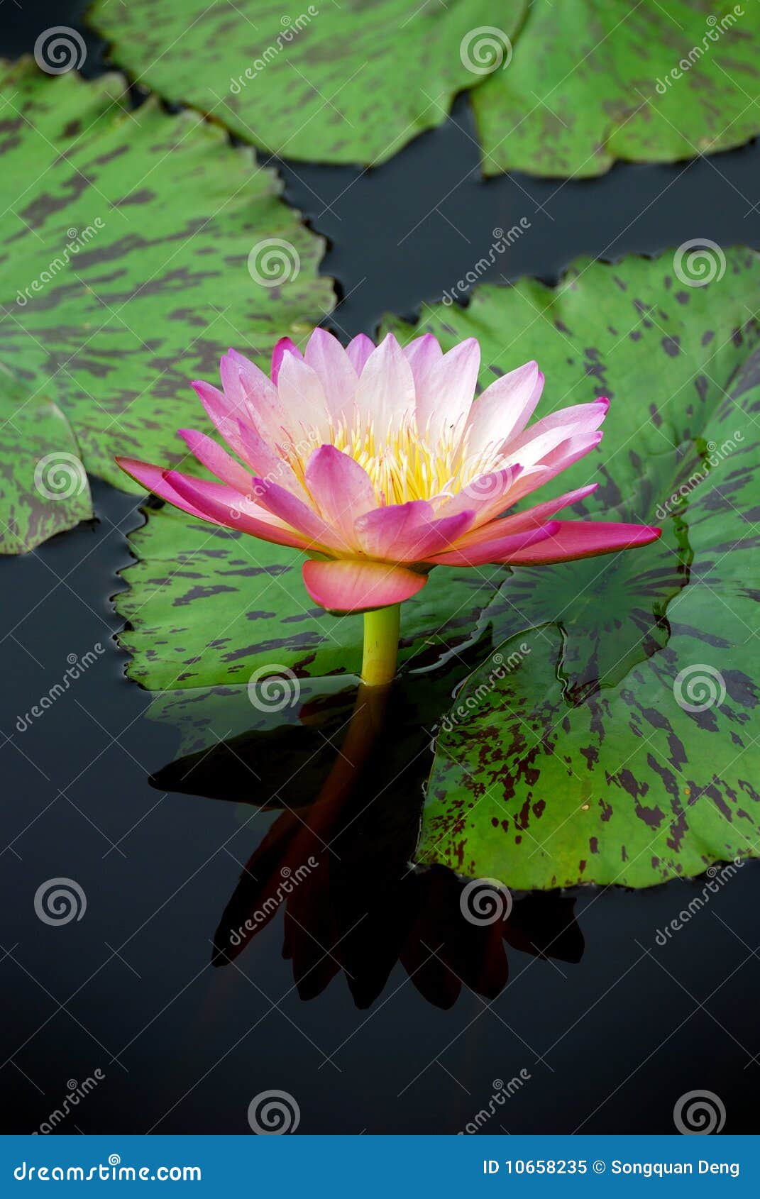 Primer Tirado Del Agua Lilly Imagen de archivo - Imagen de salvaje ...