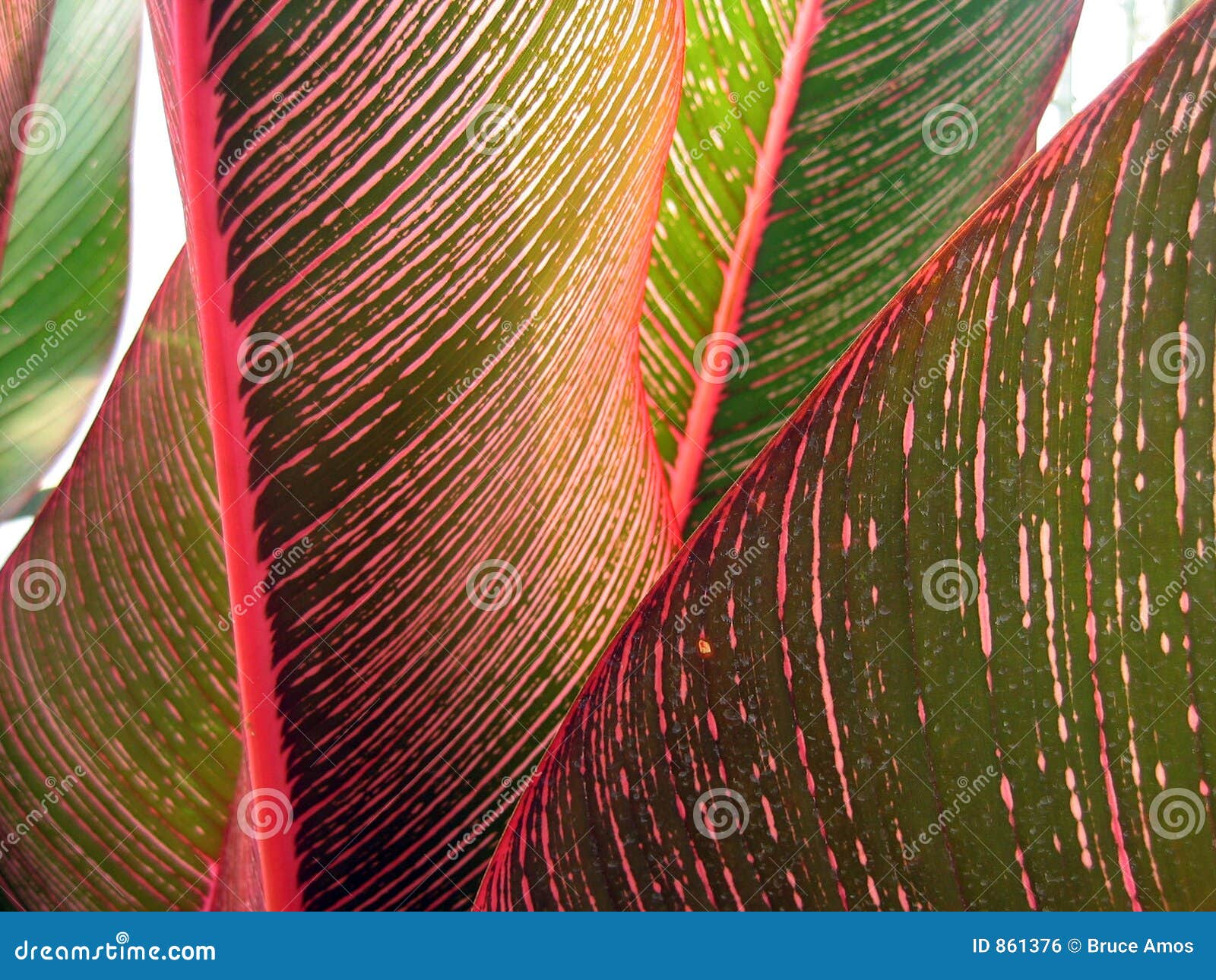 Primer Tropical #3 De La Hoja Foto de archivo - Imagen de concepto ...