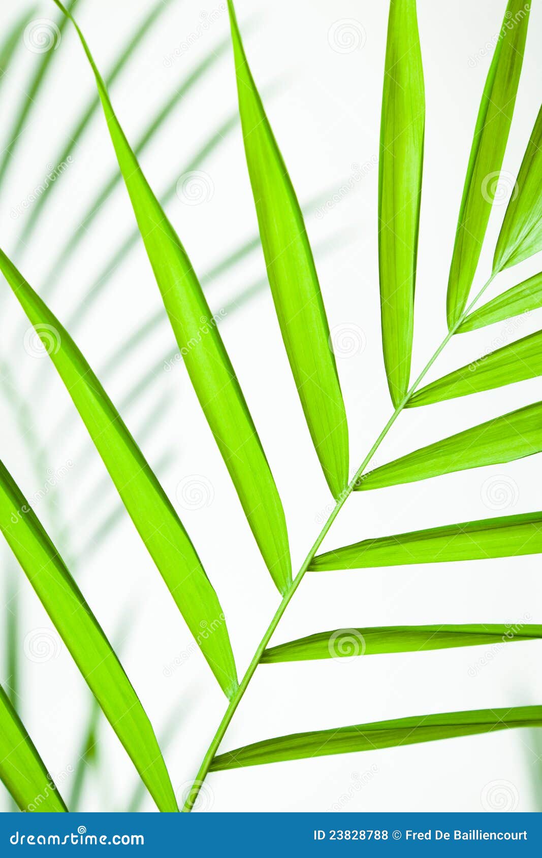 Primer tropical de la hoja foto de archivo. Imagen de exuberante - 23828788