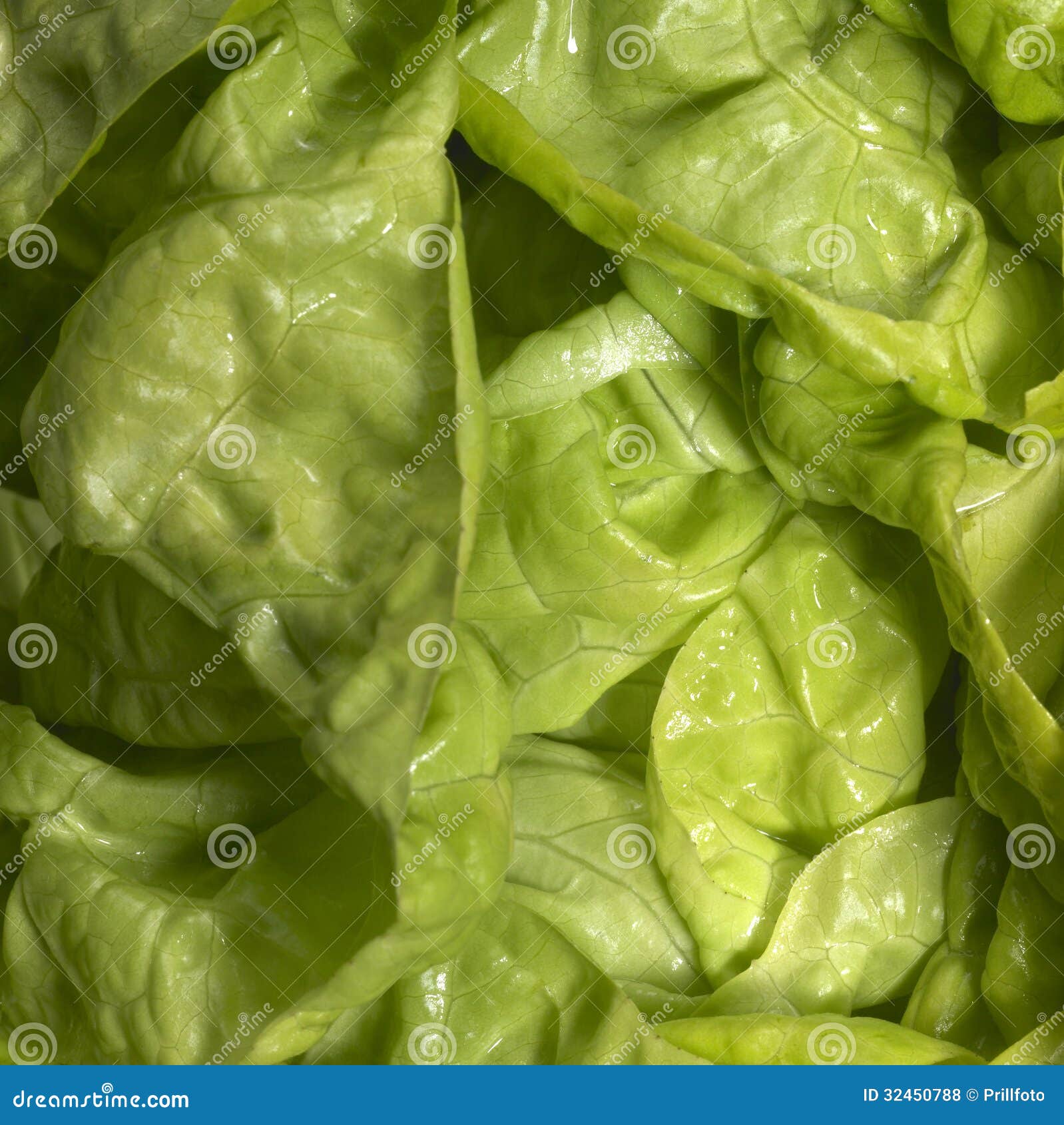 Primer Verde Fresco De La Lechuga Foto de archivo - Imagen de campo ...