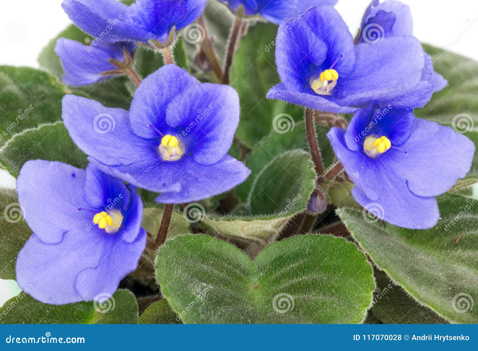 Primer violeta azul foto de archivo. Imagen de flores - 117070028