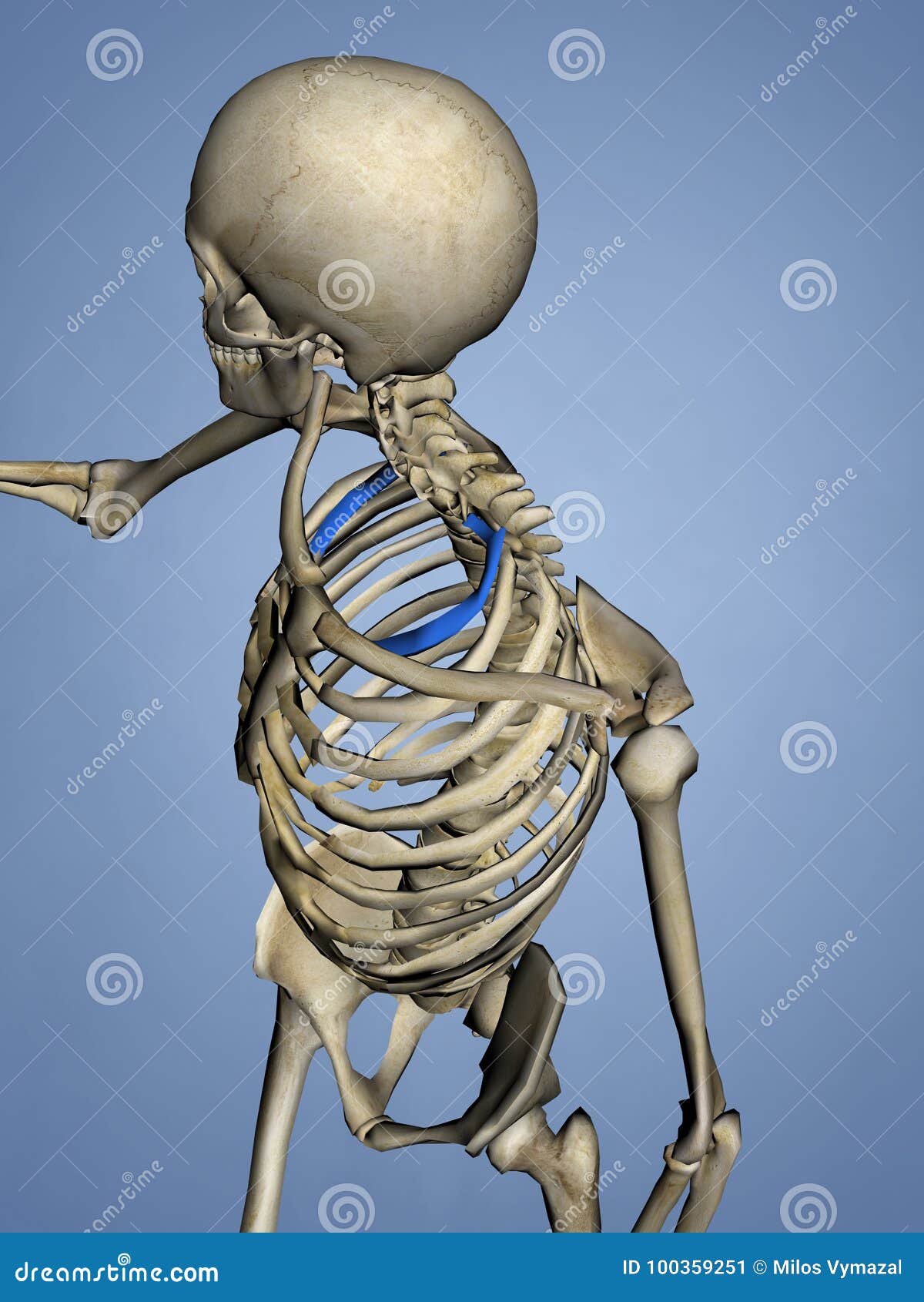 Primera Costilla, Rib Cage, Modelo 3D Stock de ilustración ...