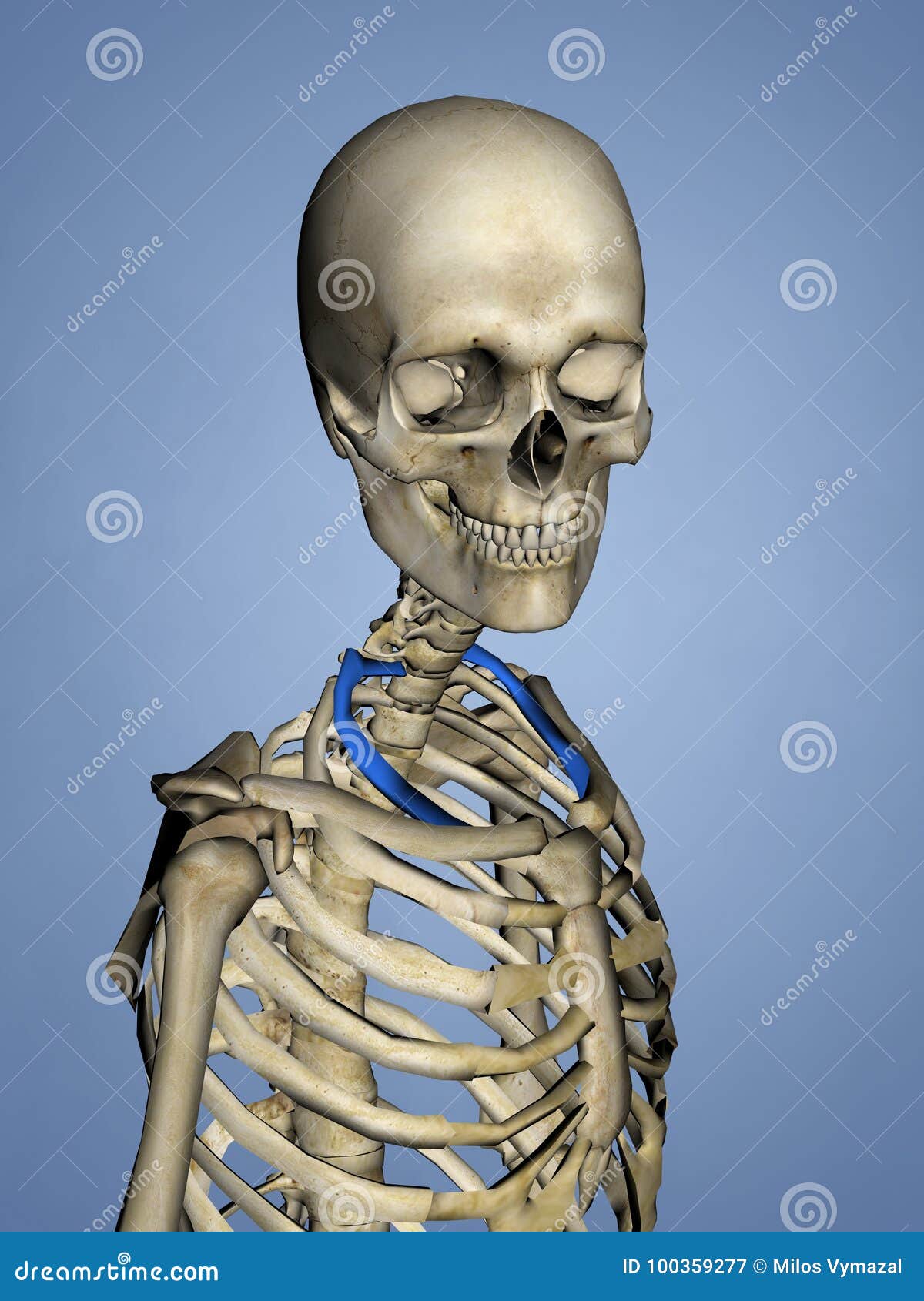 Primera Costilla, Rib Cage, Modelo 3D Stock de ilustración ...