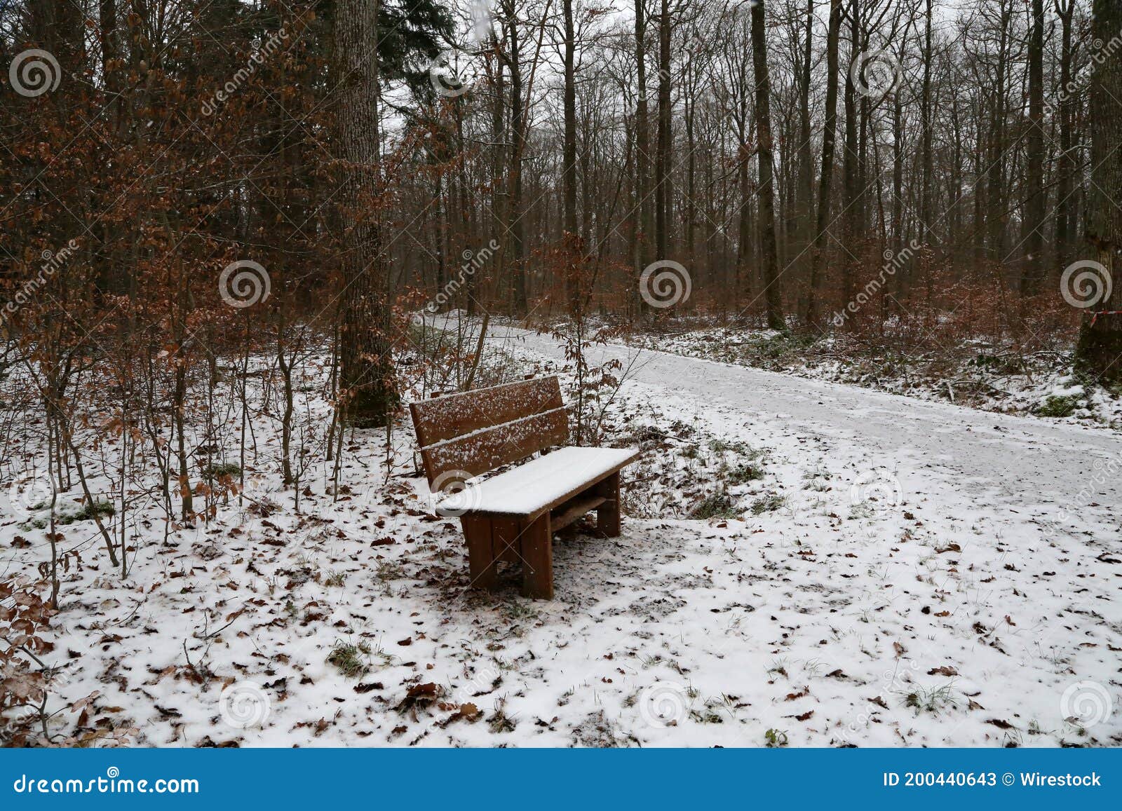 Primera Nevada En El Bosque Invernal Imagen de archivo - Imagen de ...